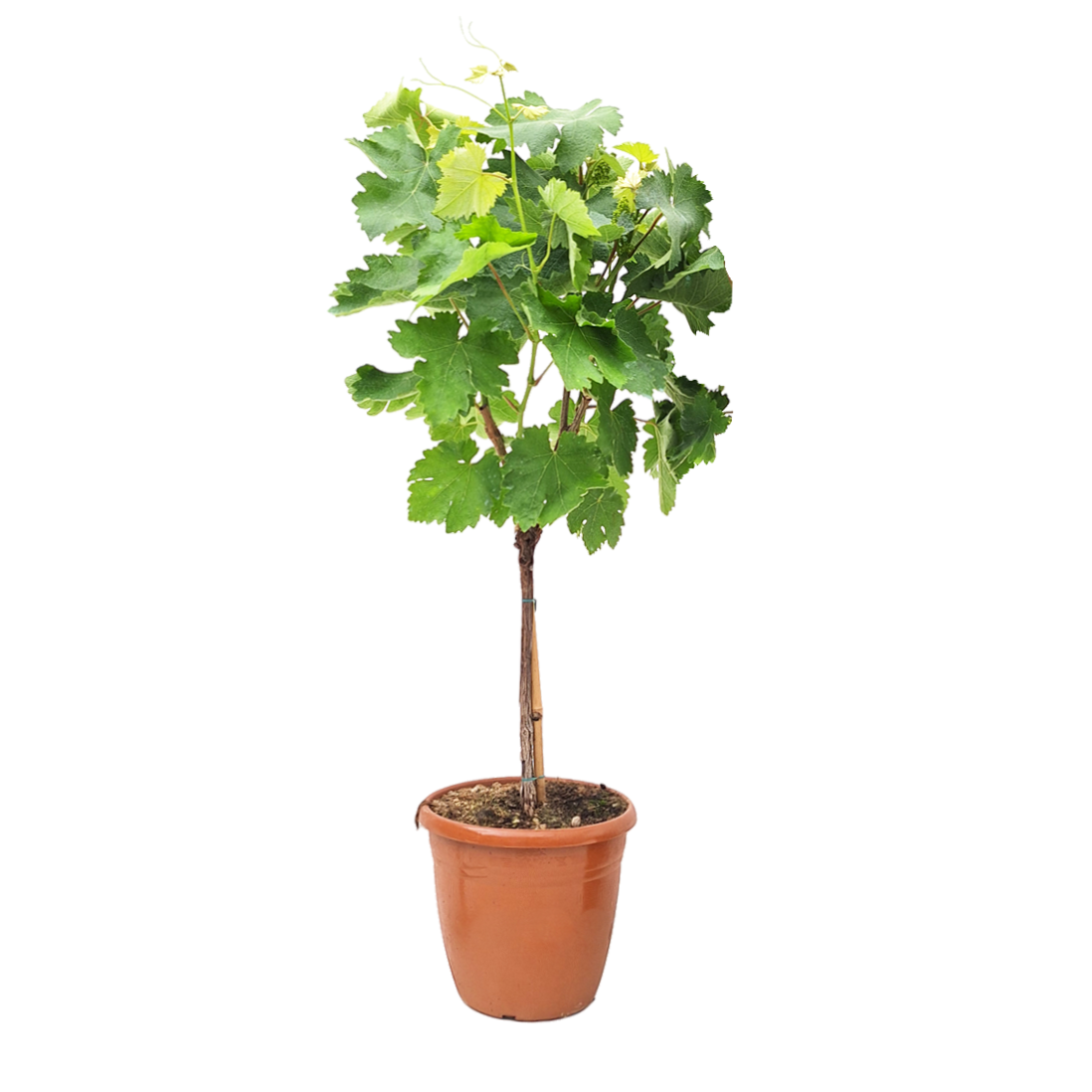 Vindrue, opstammet, Vitis vinifera, Ø24 cm potte | Plantorama