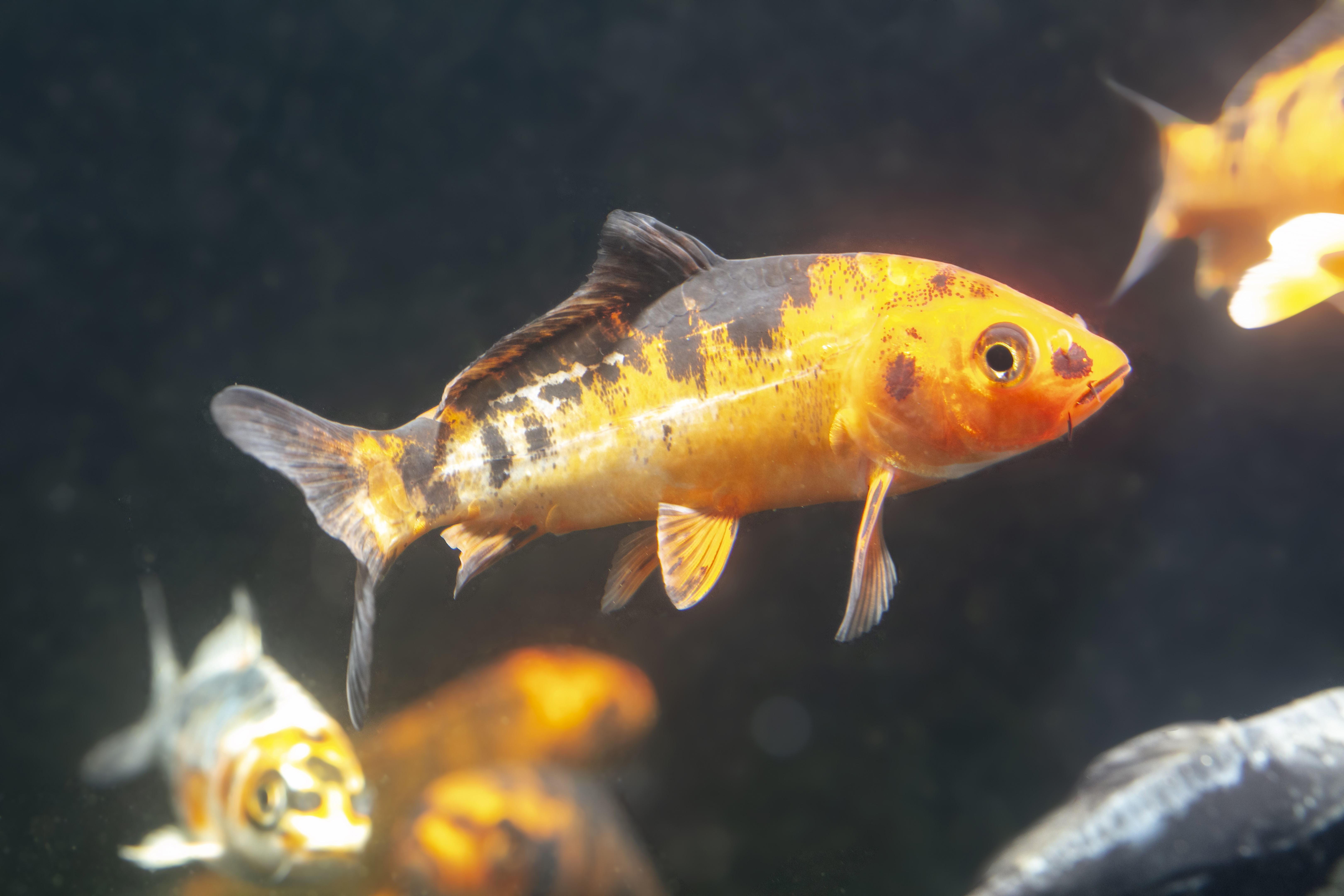 Ghost koi 9-12 cm | Plantorama