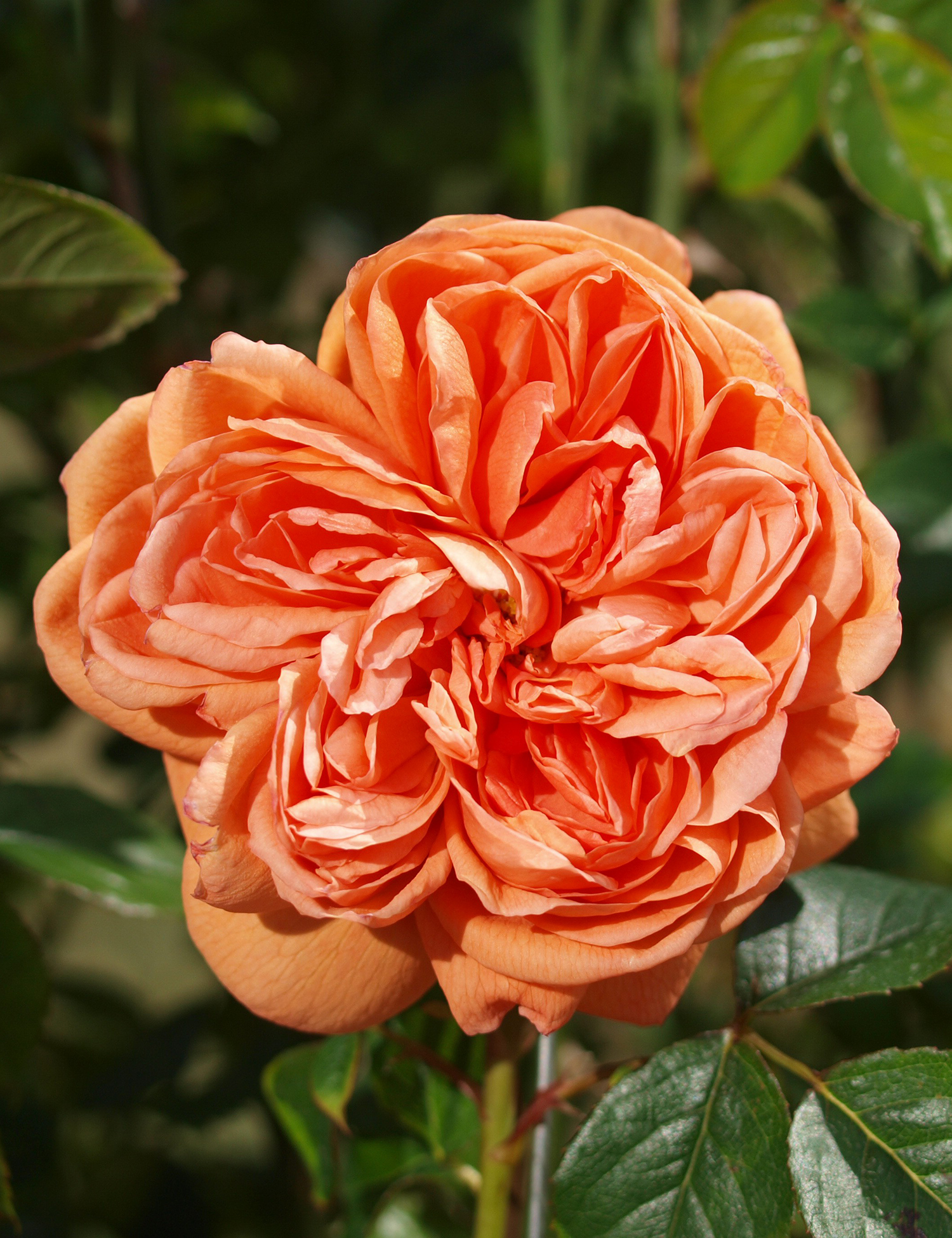 Engelsk rose Rosa 'Summersong' 4 liter potte | Plantorama