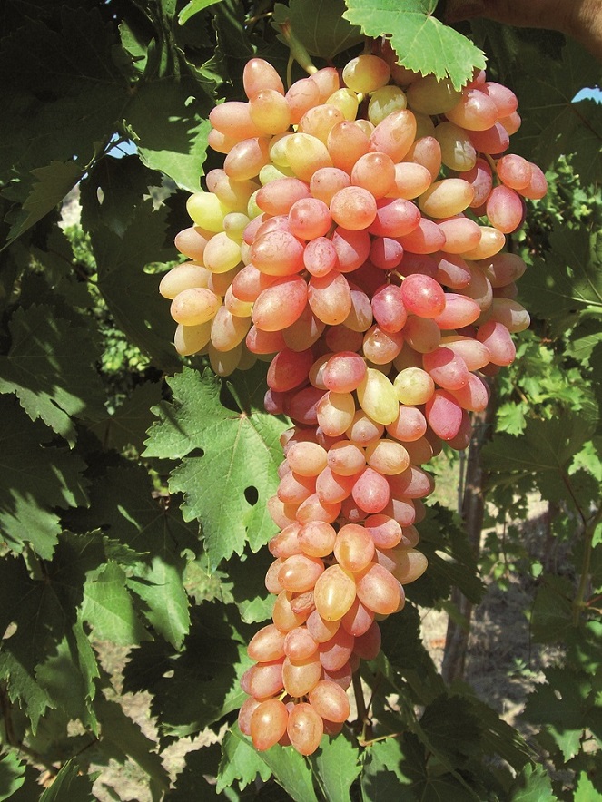 Kerneløs vindrue, Vitis vin. 'Ametista Apirena Rosa', 5 liter potte ...