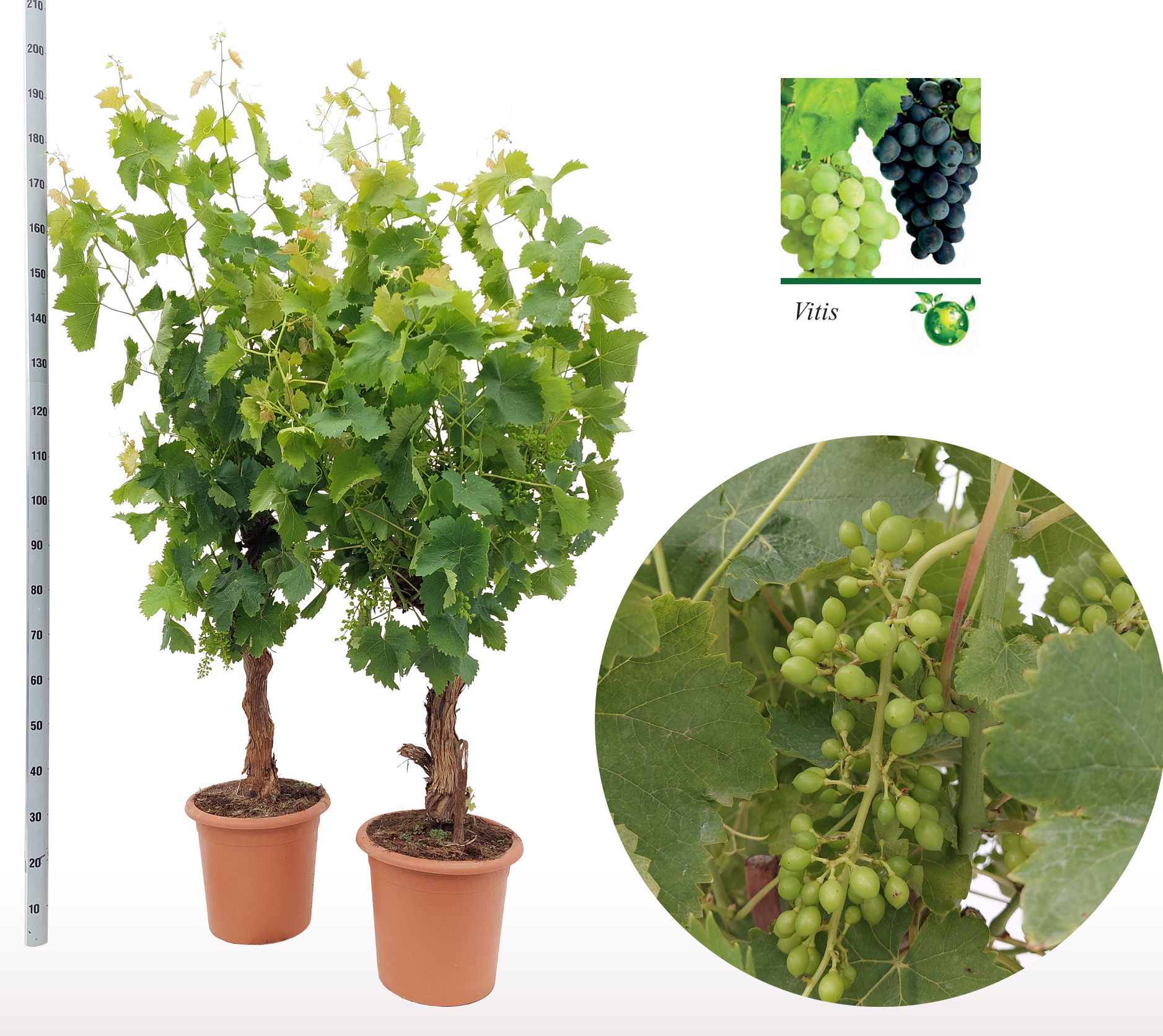 Hvid vindrue, opstammet, Vitis vinifera 'Grillo', Ø30 cm potte | Plantorama