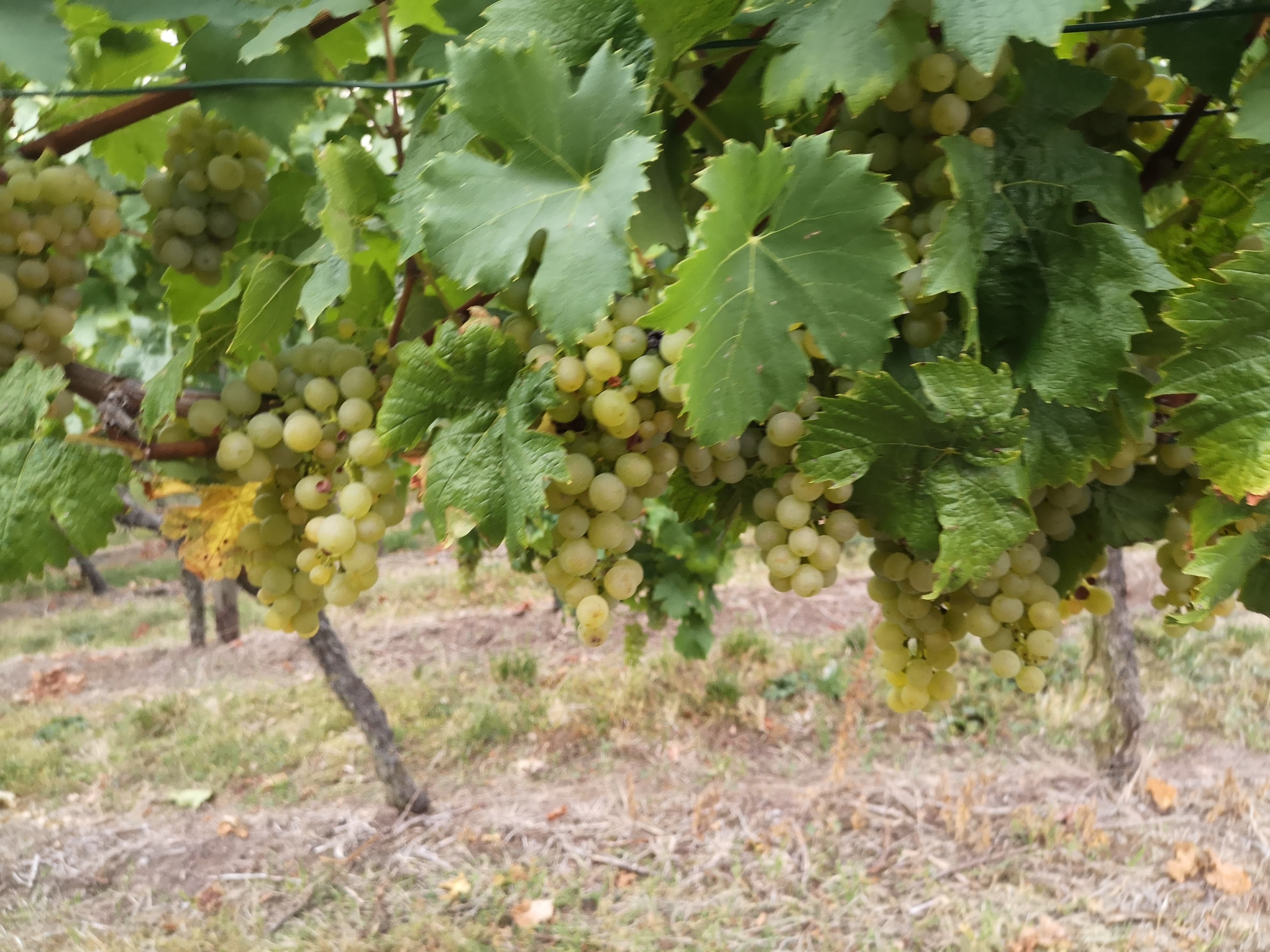 Vindrue, Vitis 'Millenium', 3 liter potte, 80 - 100 cm | Plantorama