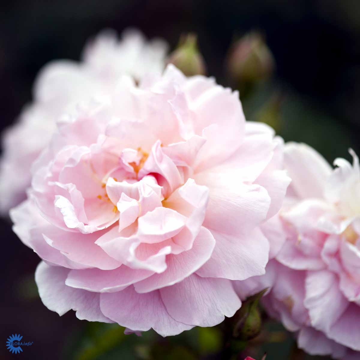 Engelsk rose Rosa 'Strawberry Hill' 4 liter potte | Plantorama