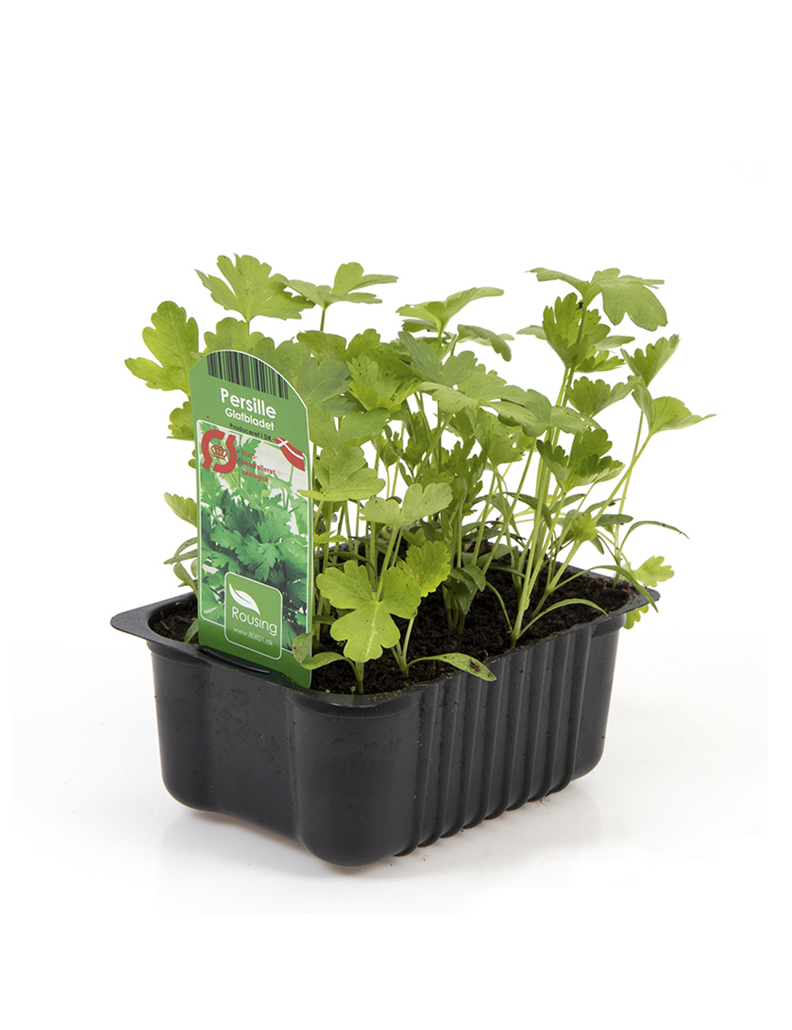 Økologisk bredbladet persille, Petroselinum Crispum, i bakke | Plantorama