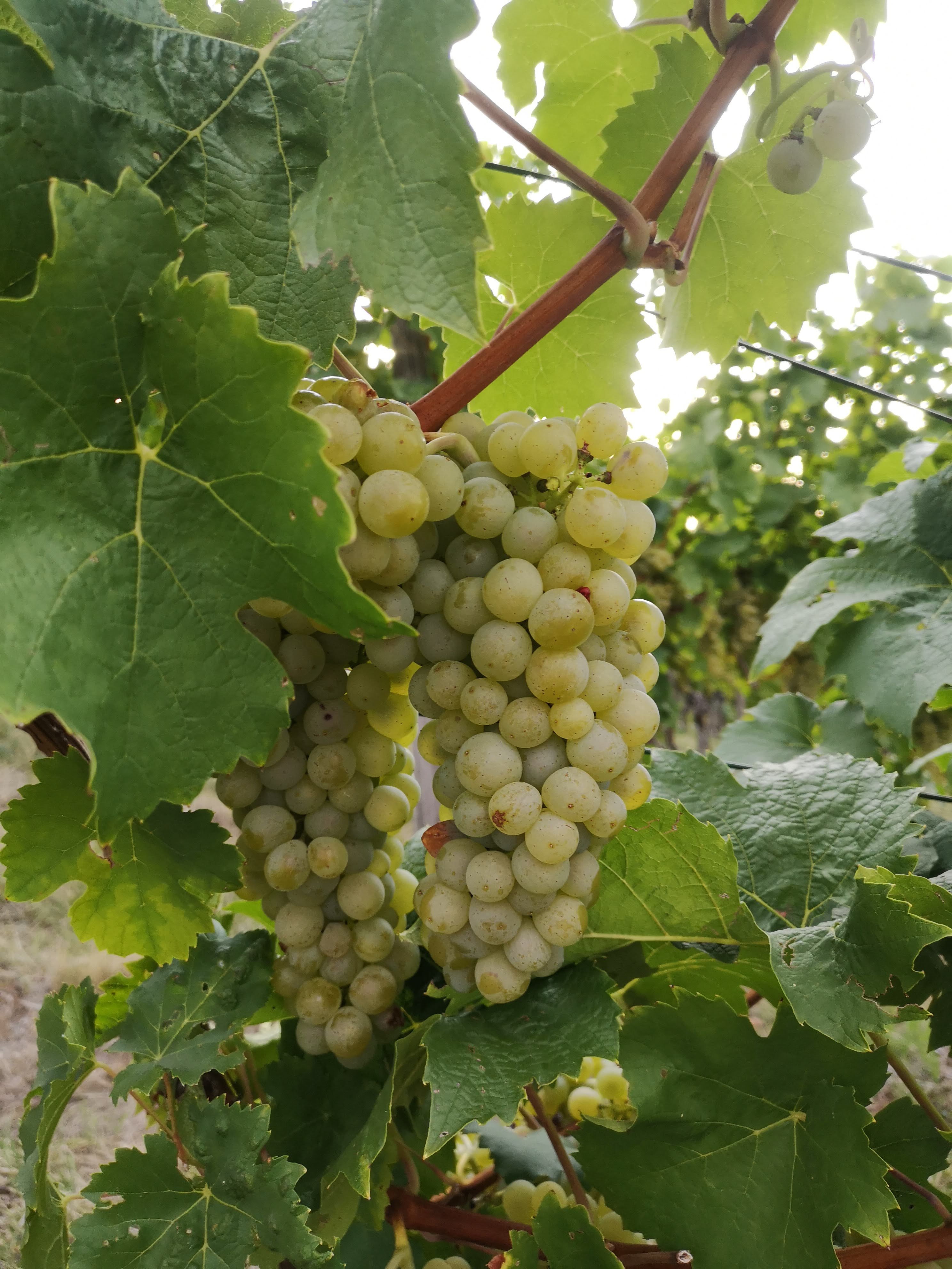 Vindrue, Vitis 'Himrod', 3 liter potte, 80 - 100 cm | Plantorama