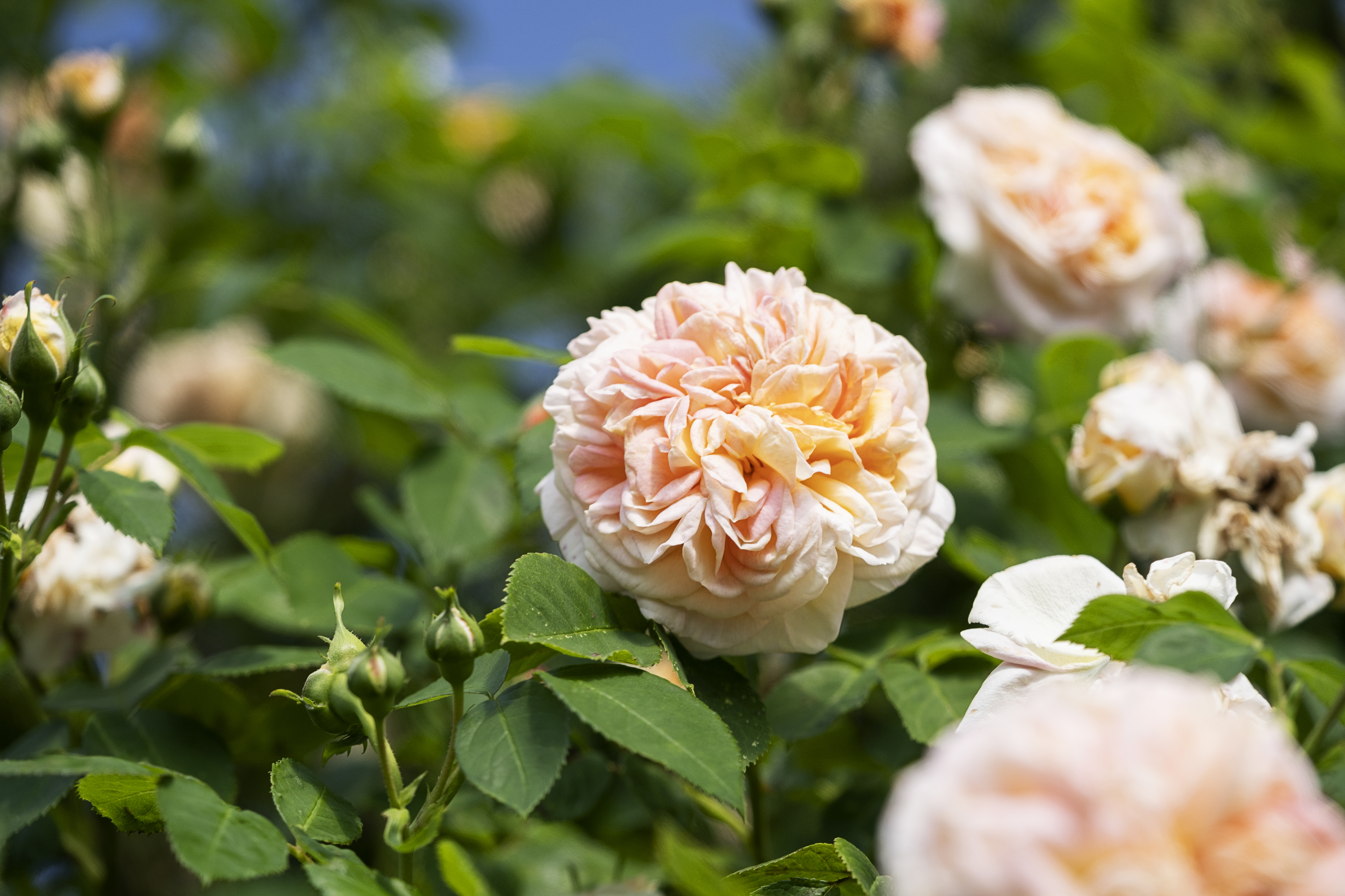 Historisk rose Rosa 'Alchymist' | Plantorama