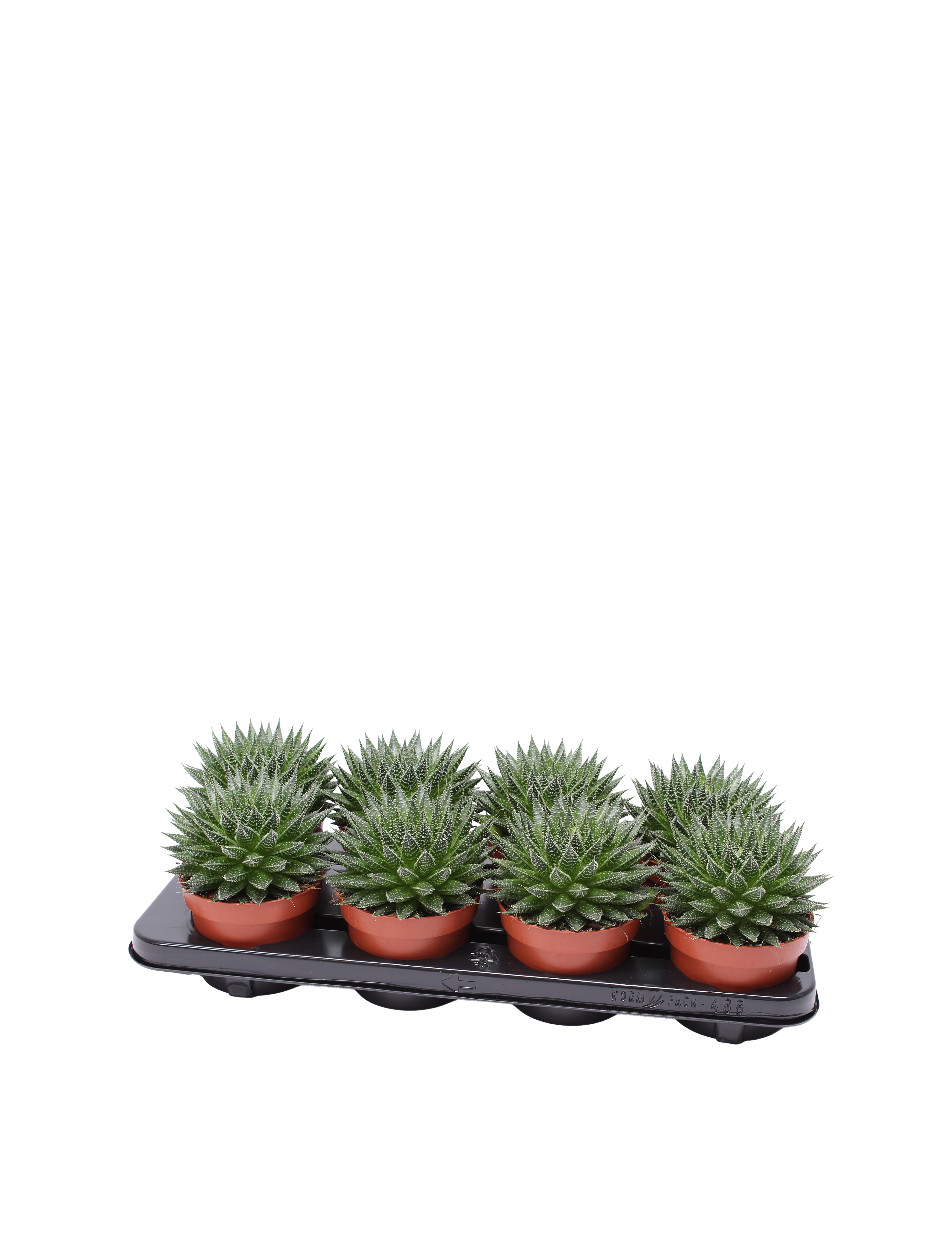 Aloe Magic, Aloe Magic, Ø12 cm potte | Plantorama