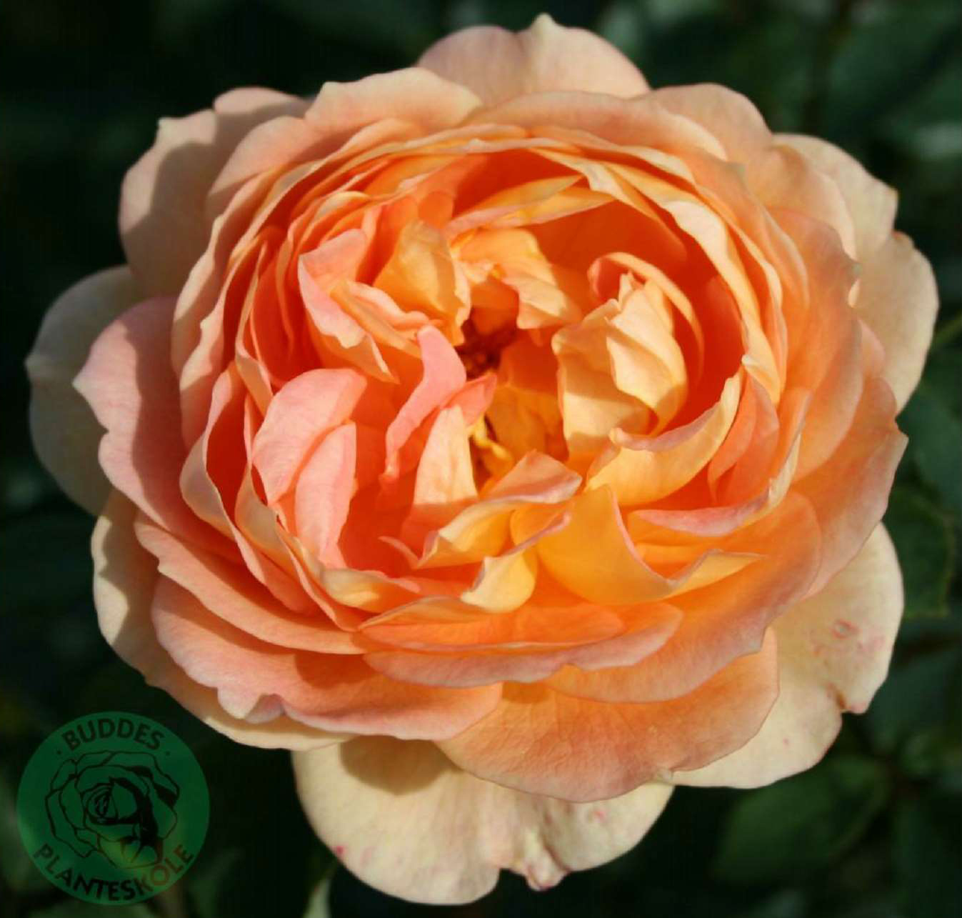 Engelsk rose Rosa 'Lady Of Shalott' 4 liter potte | Plantorama