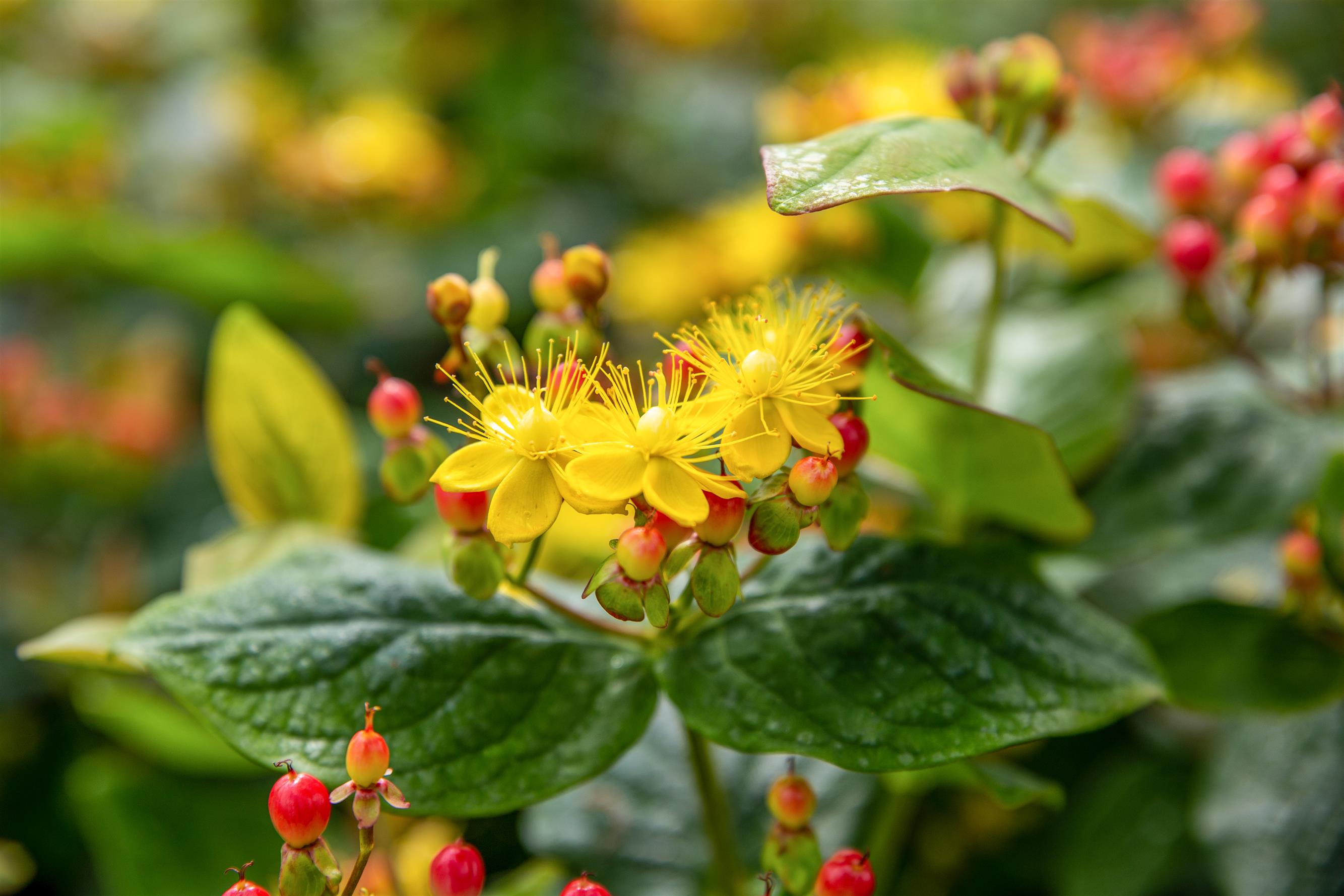 Perikon Hypericum inodorum Ø19 cm potte | Plantorama