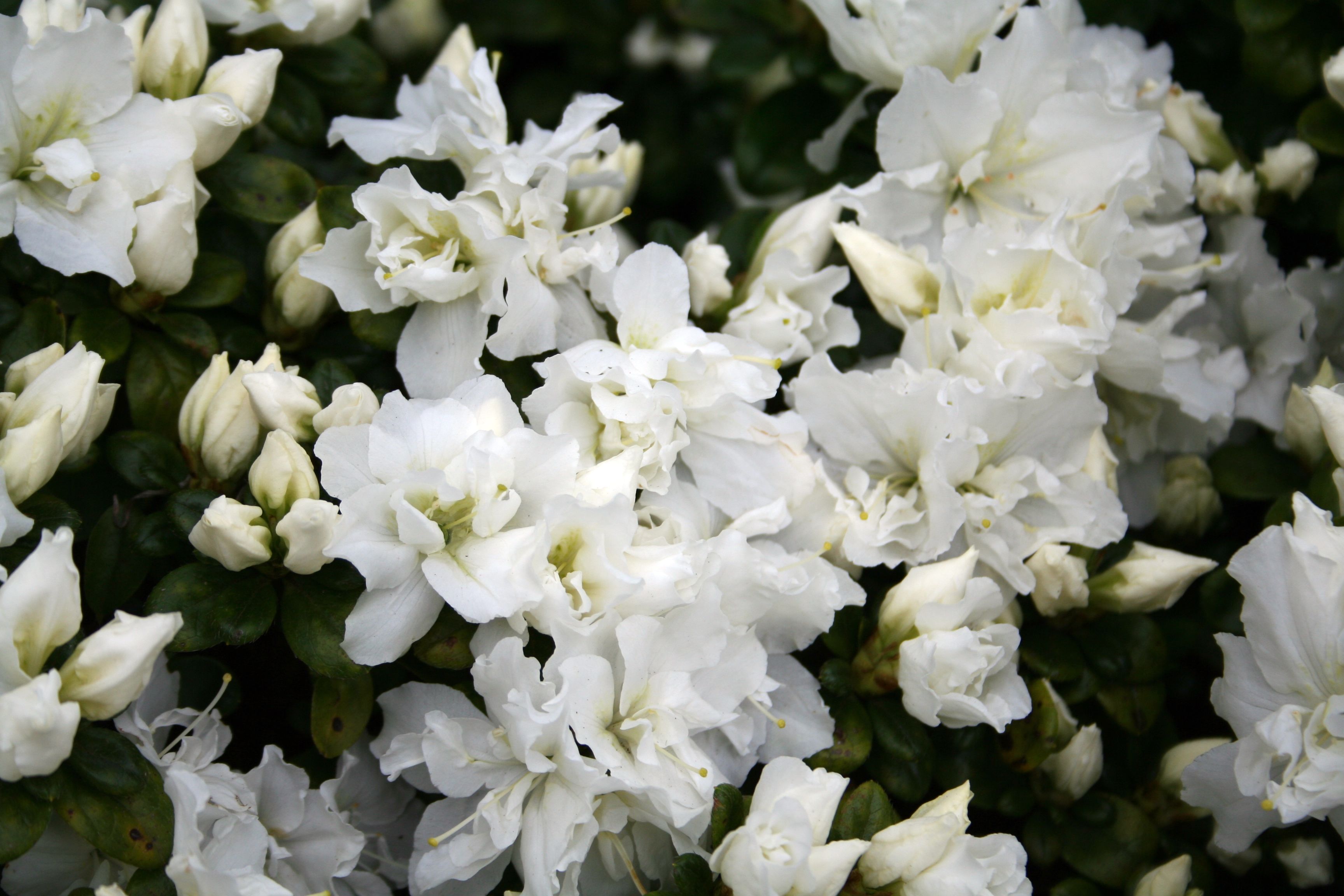 Japansk azalea Rhododendron japonicum 'Feenkissen' 2 liter potte ...