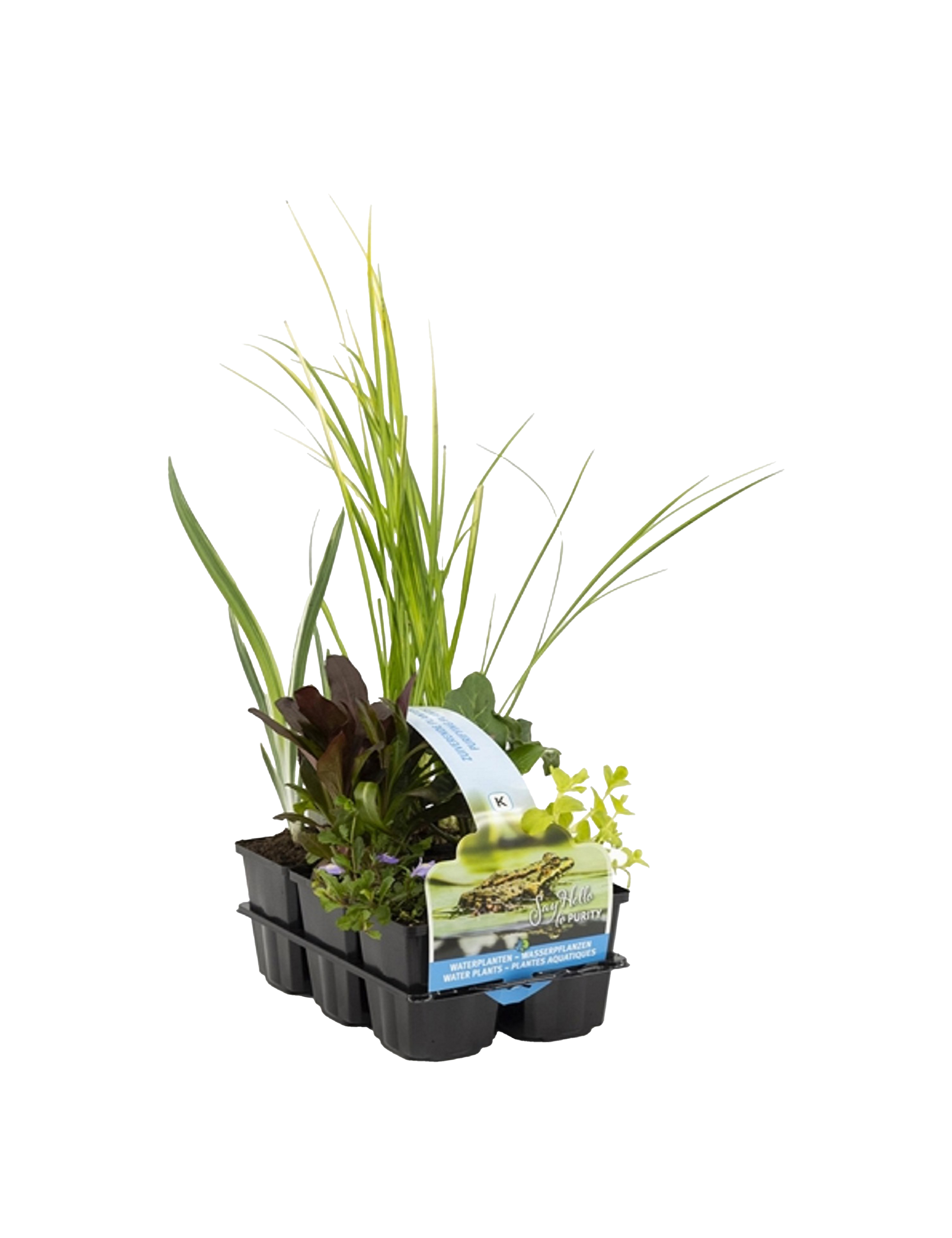 Vandrensende vandplanter, 6 stk. pakning | Plantorama