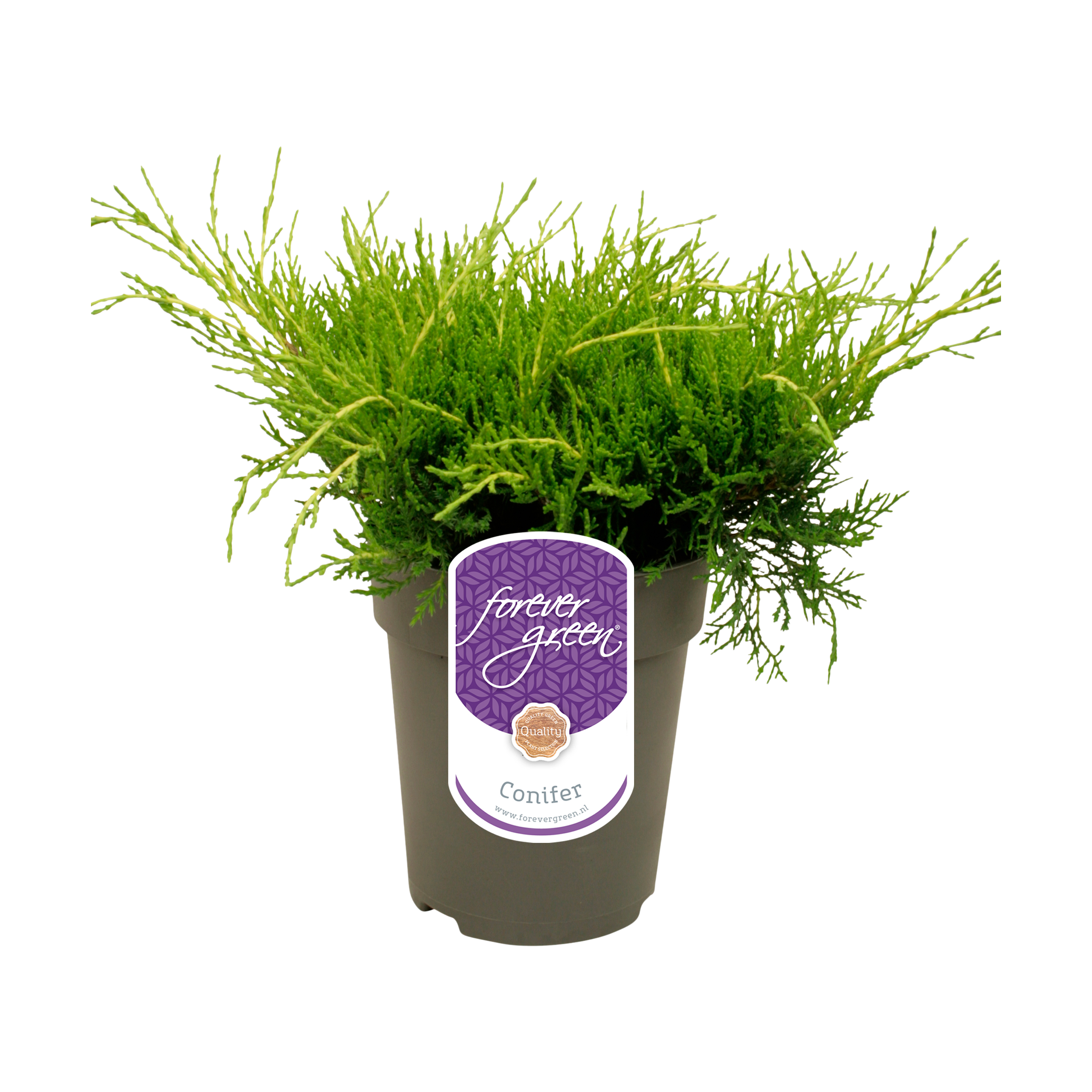 Kinesisk enebær, Juniperus x pfitzeriana 'Old Gold', 1,5 liter potte ...
