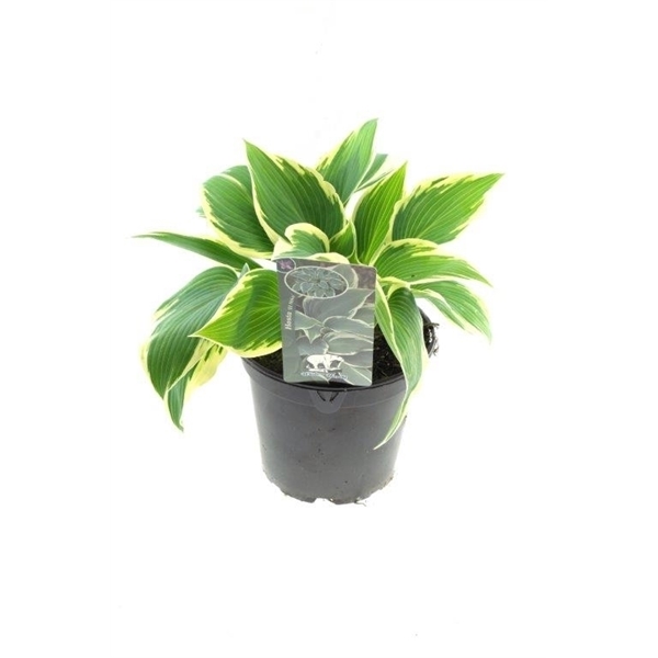 Funkia, Hvid, Hosta, 2 liter potte | Plantorama