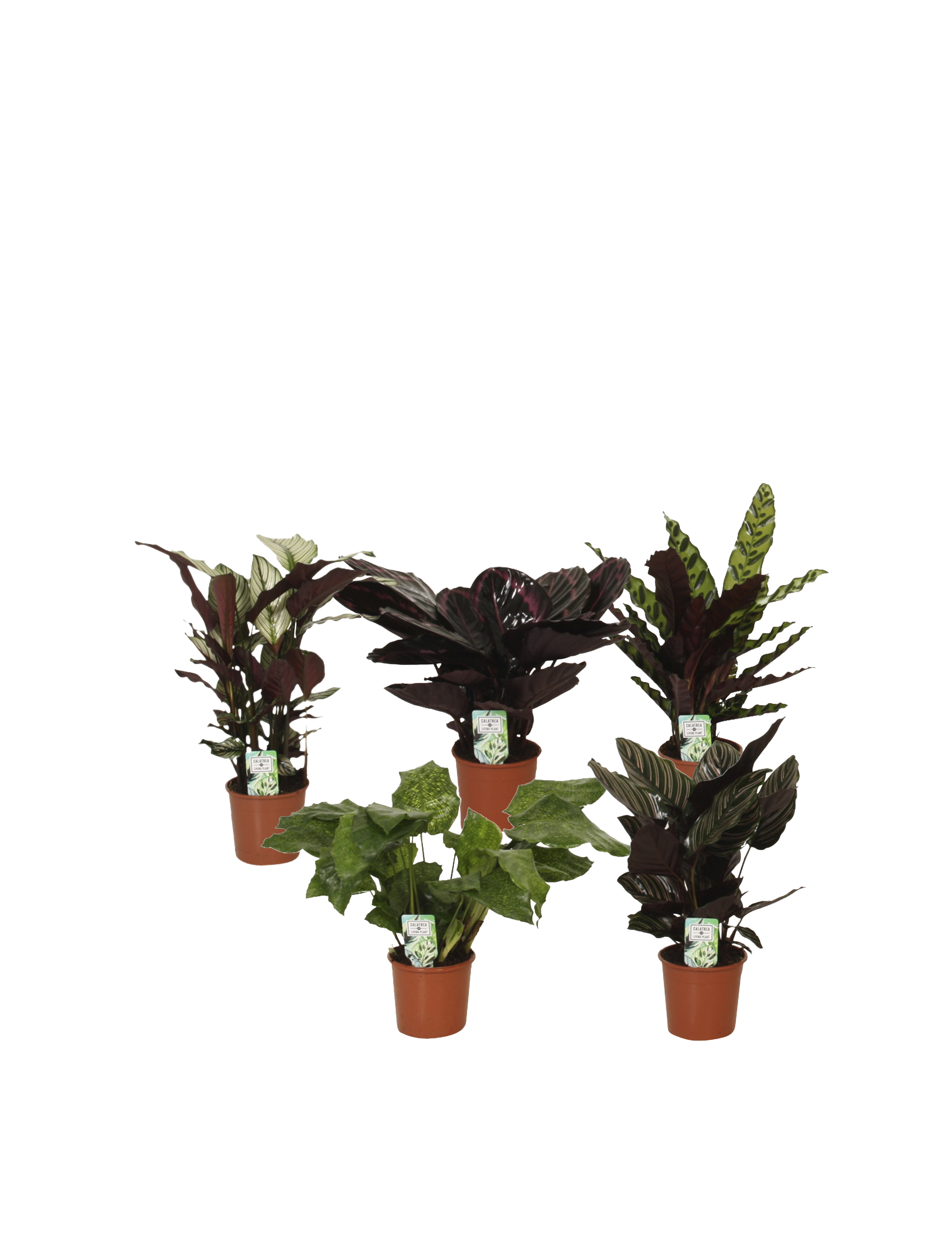Fiskebensplante Calathea gemengd Ø14 cm potte | Plantorama