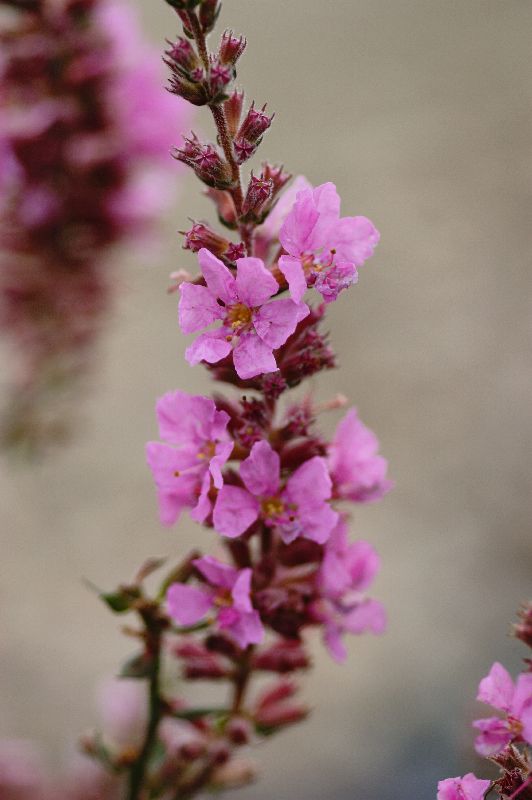 Kattehale Lythrum salicaria 'Blush' 1 liter potte | Plantorama