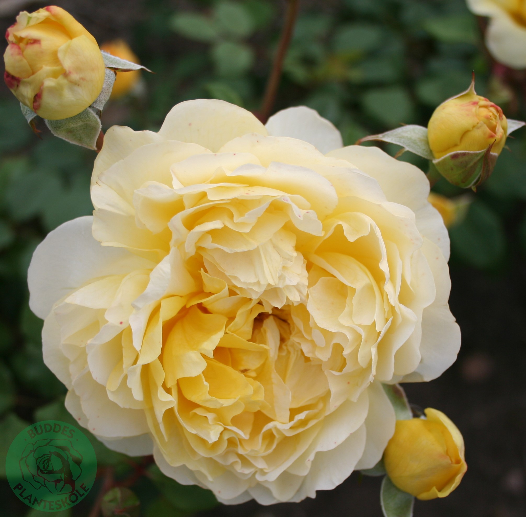 Engelsk rose Rosa 'The Poet' 4 liter potte | Plantorama