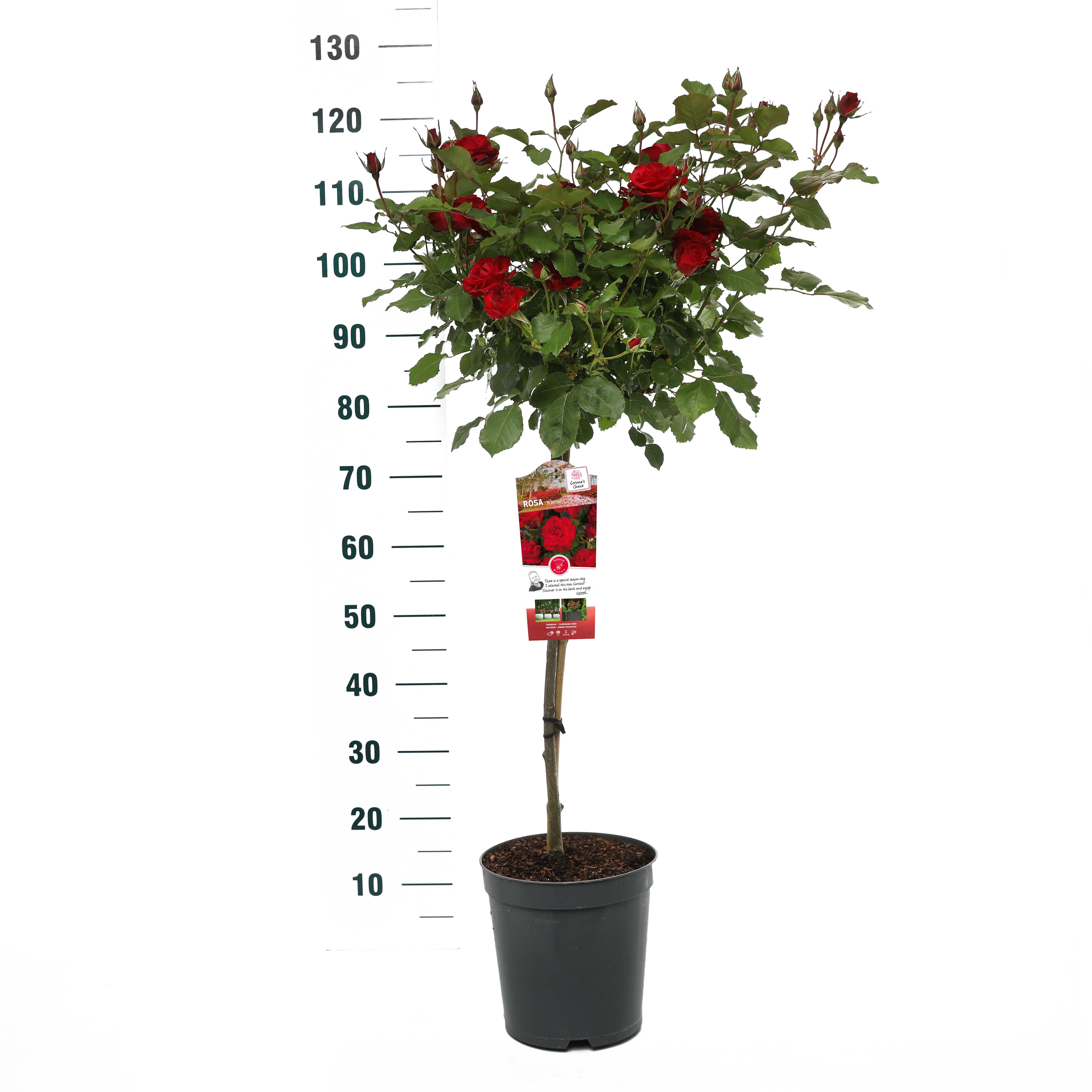 Storblomstrende rose, opstammet, Rosa 'Wettra' , 5 liter potte, 60 cm ...