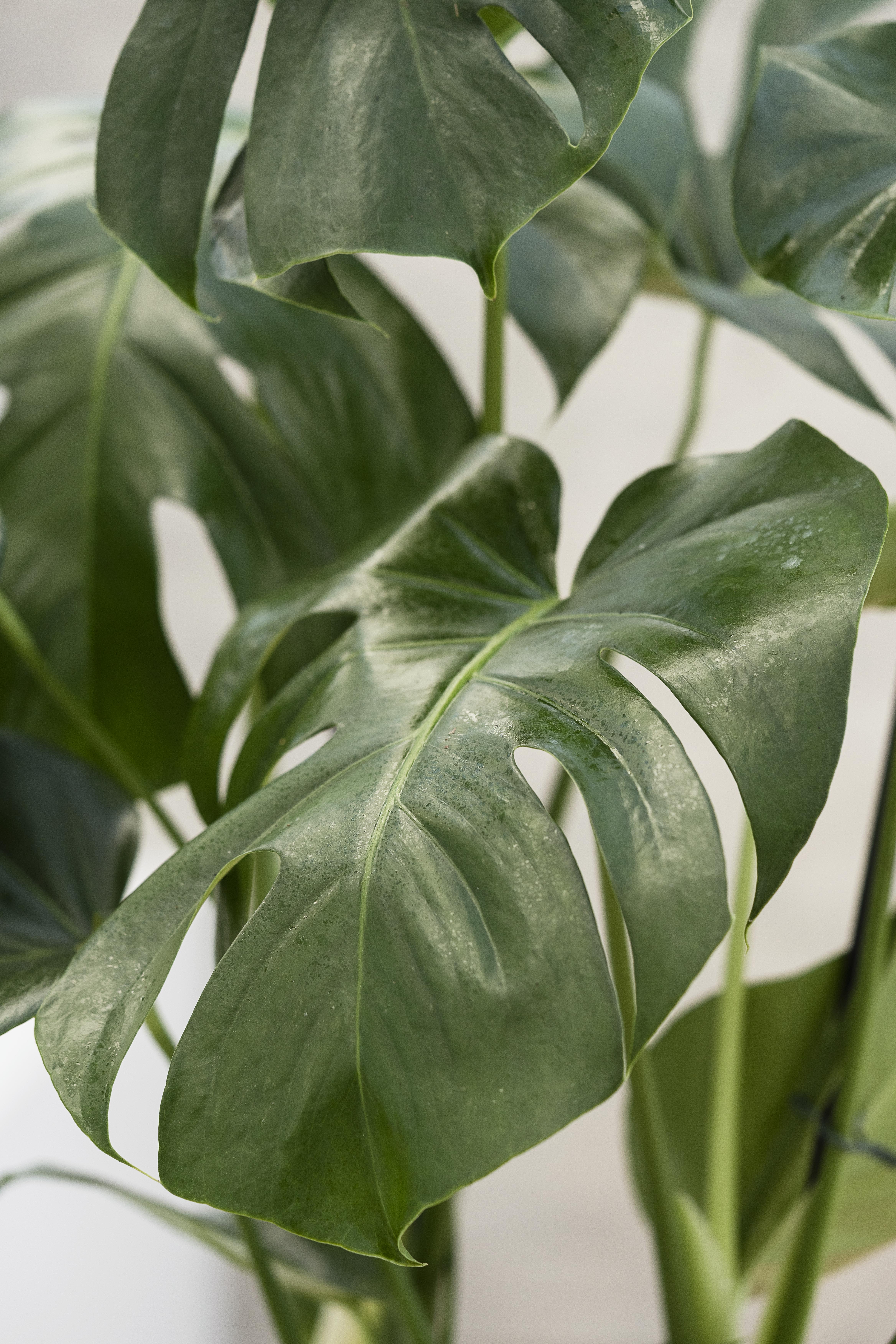 Fingerphilodendron Monstera deliciosa Ø24 cm potte | Plantorama