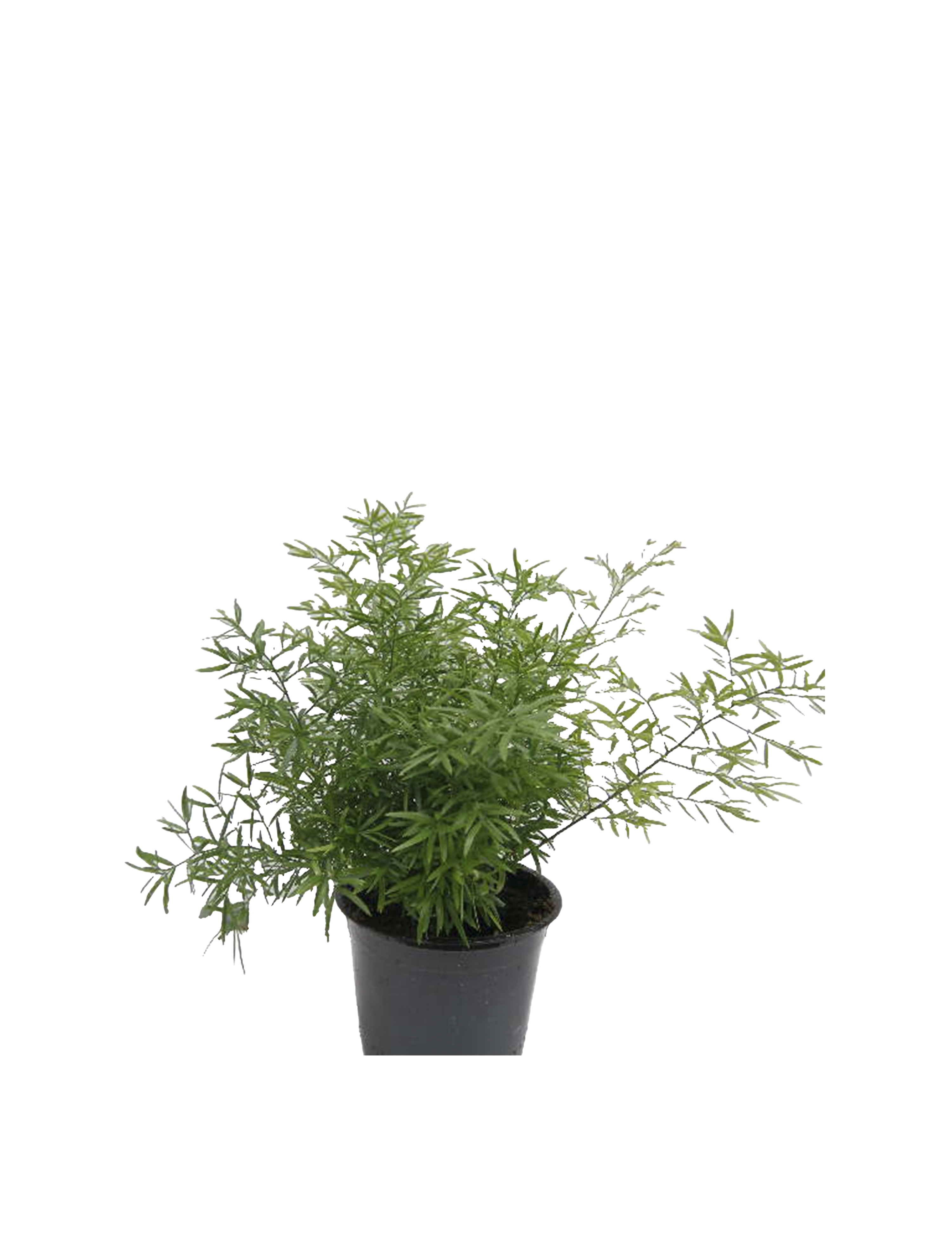 Hængeasparges Asparagus densiflorus 'Cwebe' Ø12 cm potte | Plantorama