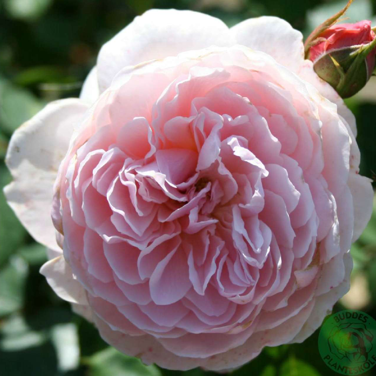 Engelsk rose Rosa 'Wisley 2008' 4 liter potte | Plantorama