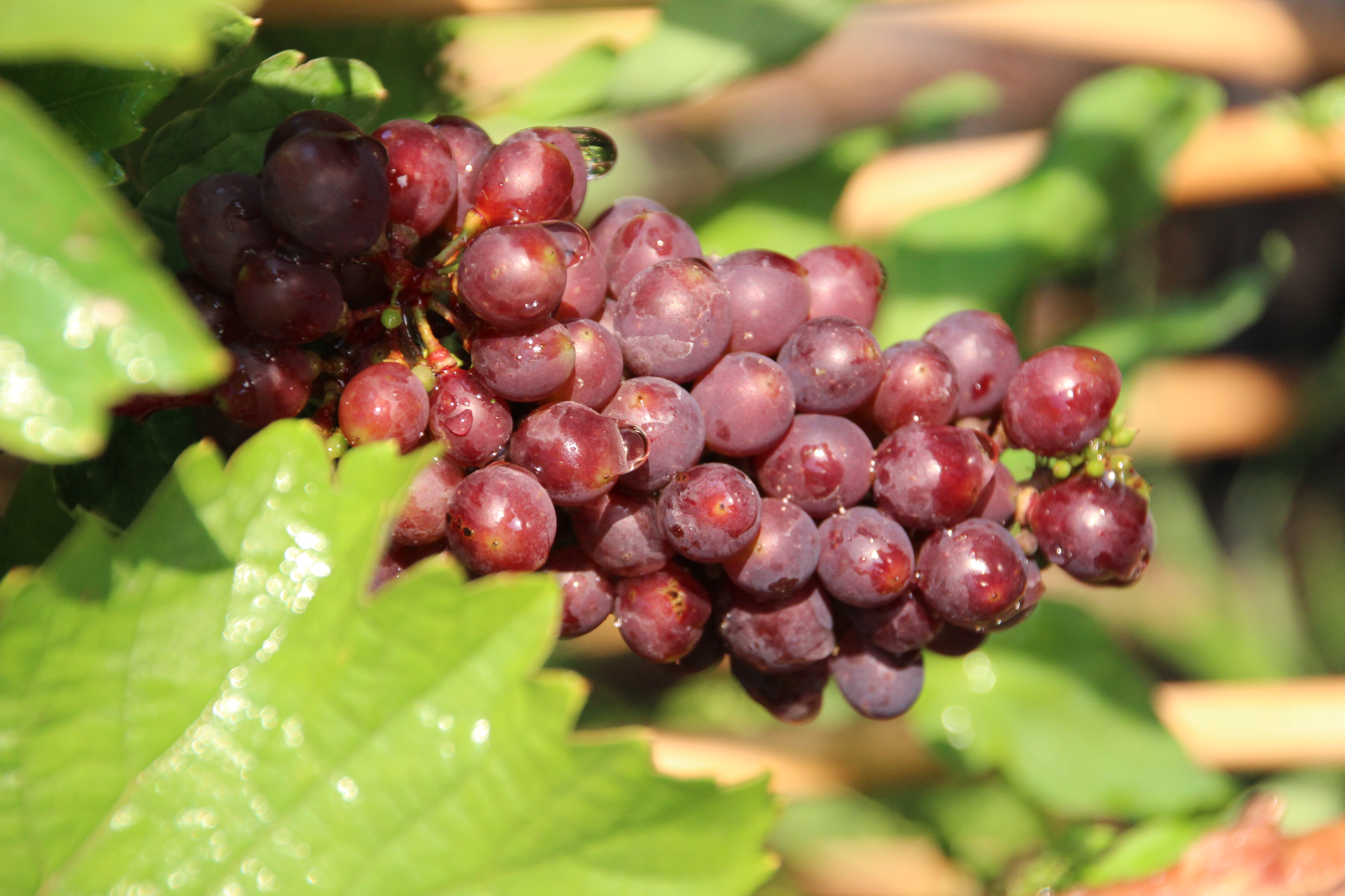 Vindrue, Vitis 'Piroschka', 3 liter potte, 80 - 100 cm | Plantorama