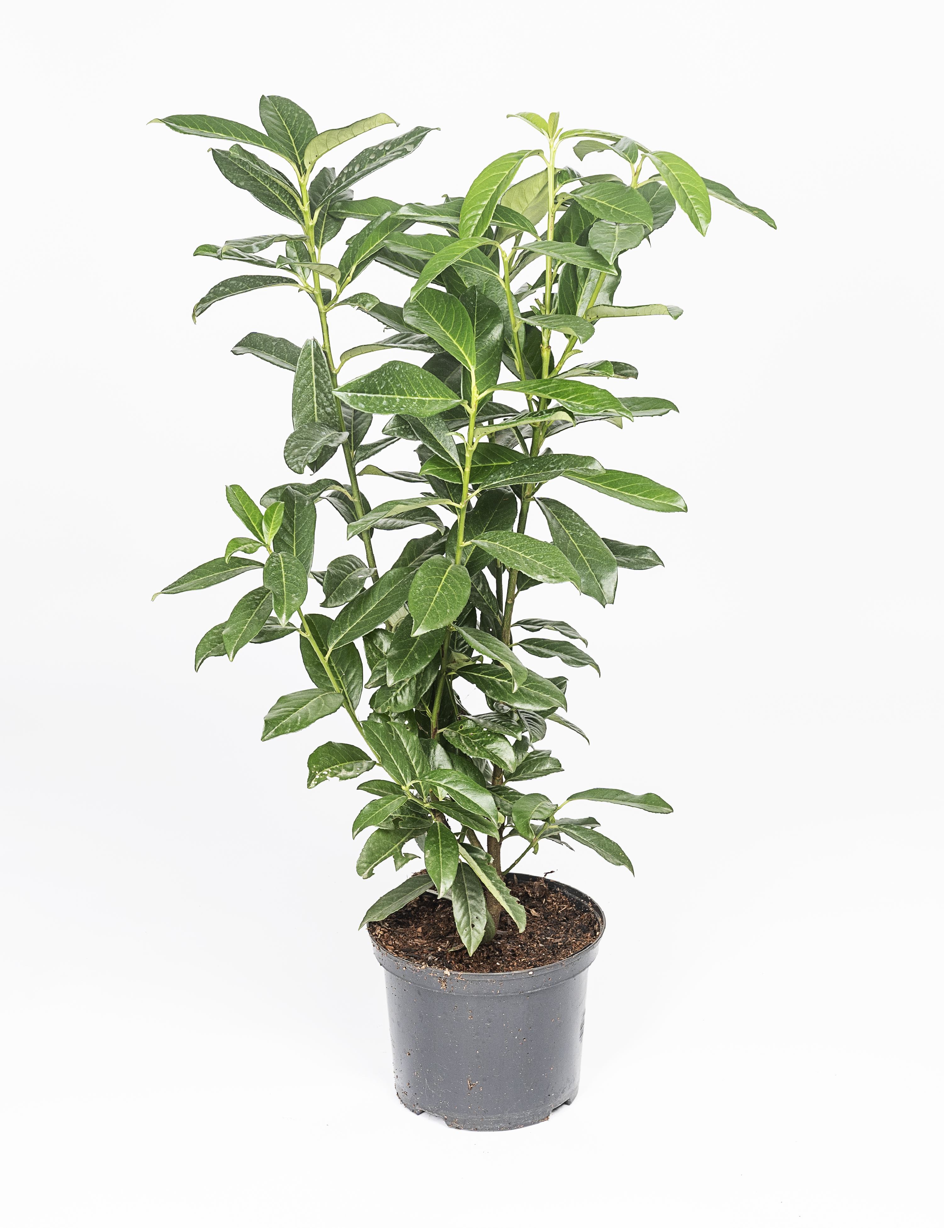 Kirsebærlaurbær, Prunus lau. 'Genolia', 5 liter potte, 60+cm | Plantorama