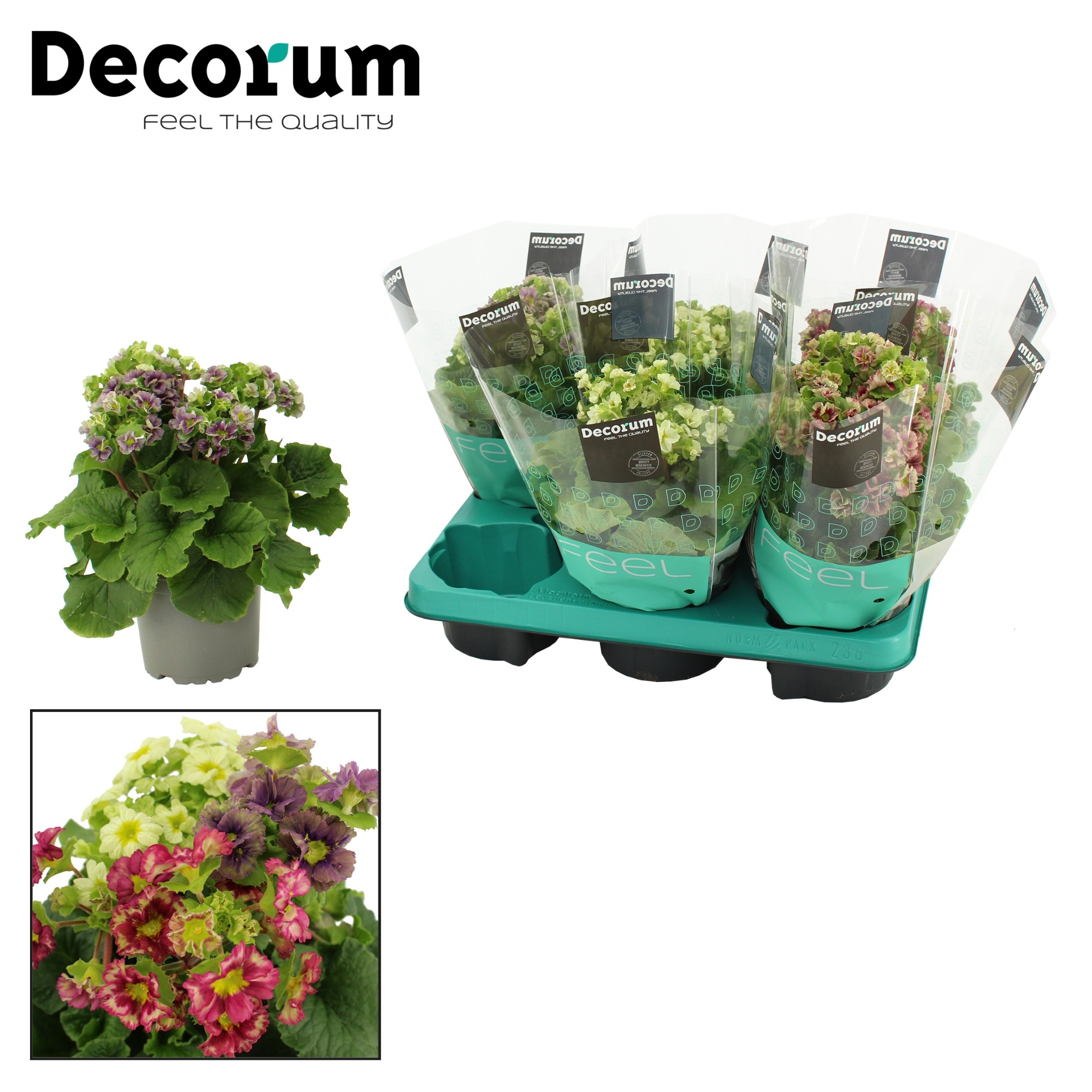 Primula, Primula Touch Me, Ø12 cm potte | Plantorama