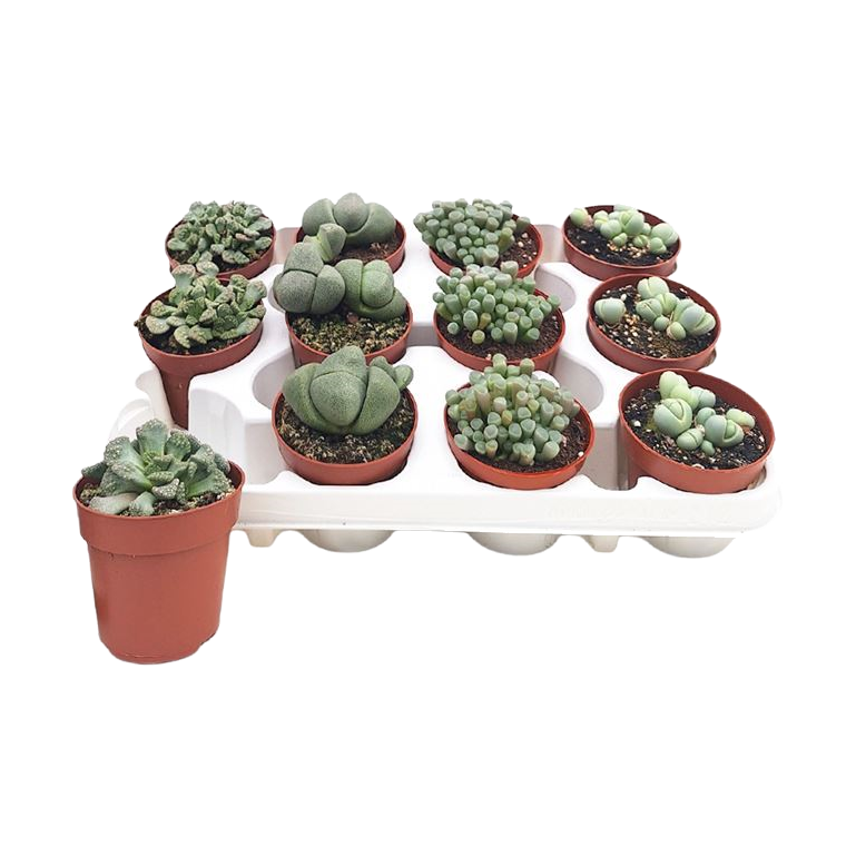 Levende sten, Lithops mix, Ø 8,5 cm potte | Plantorama