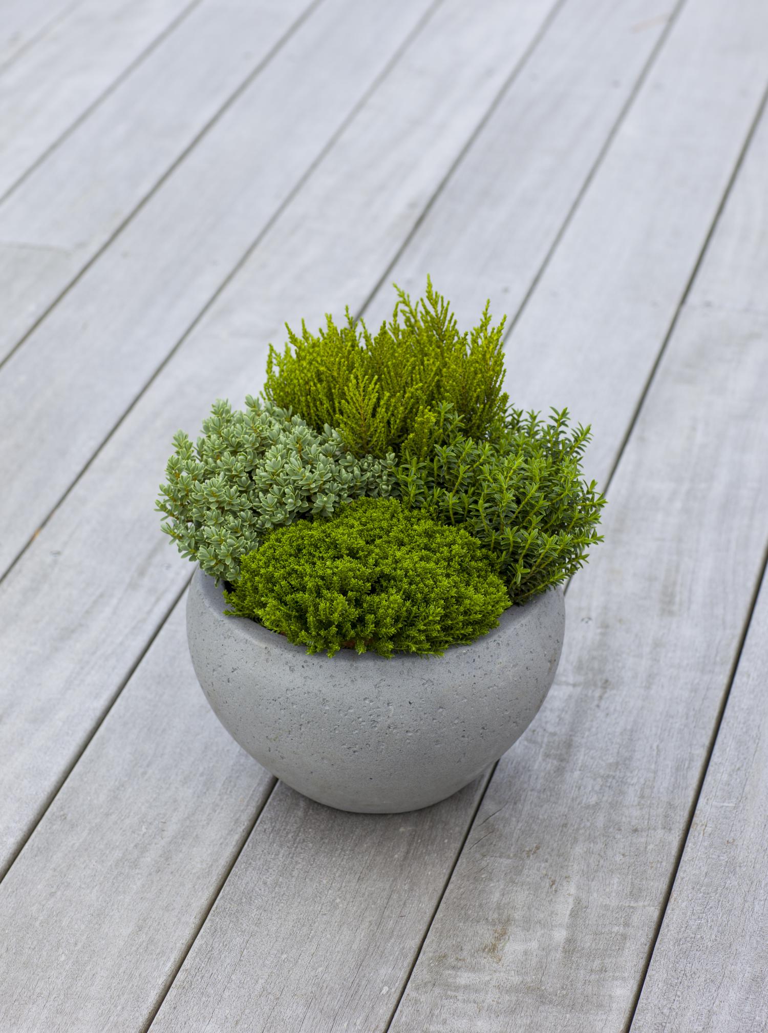 Hebe Hebe hybrid 'Green Globe' Ø11 cm potte | Plantorama