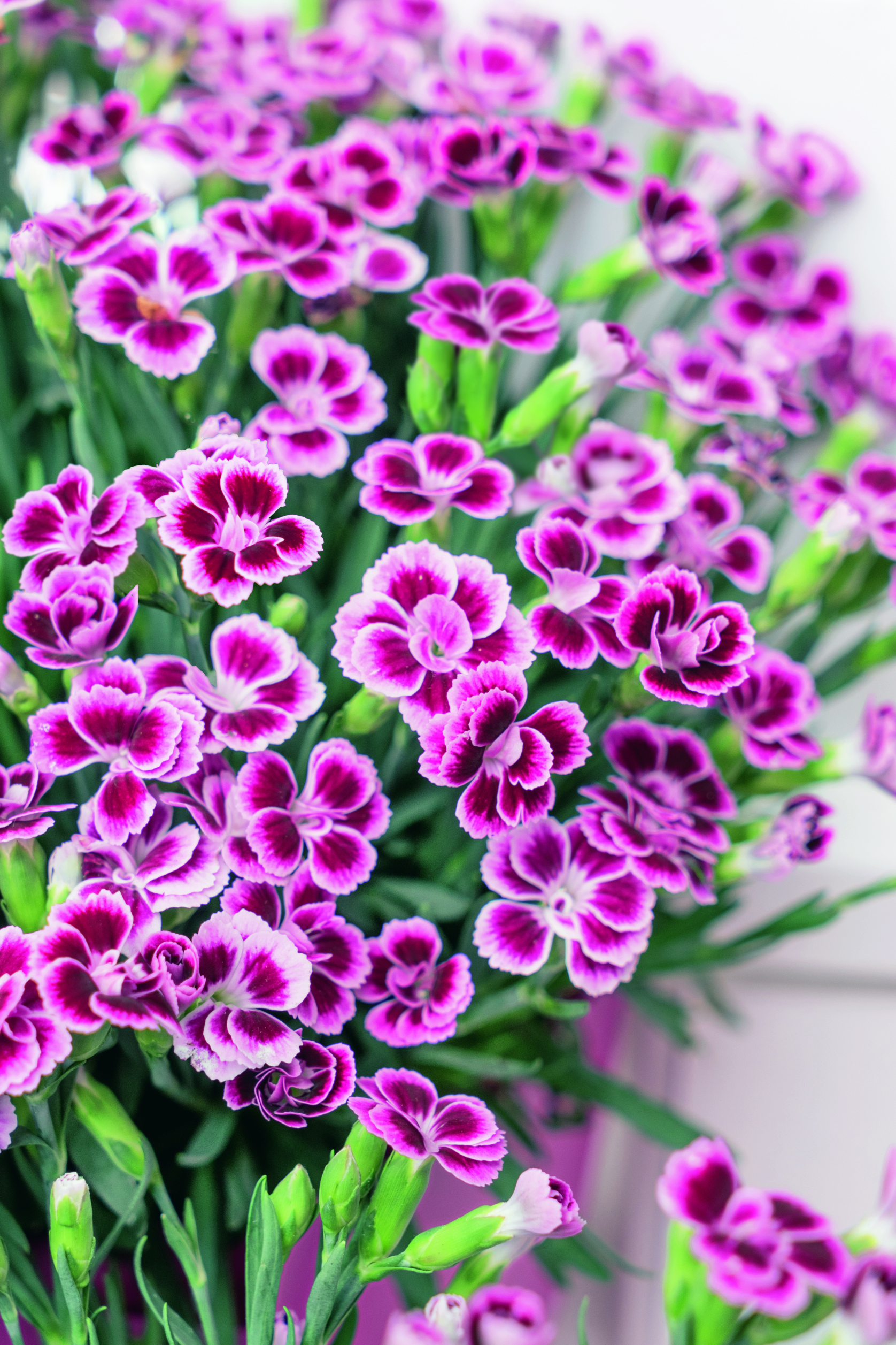 Nellike, Dianthus 'Pink Kisses', 2 liter potte | Plantorama