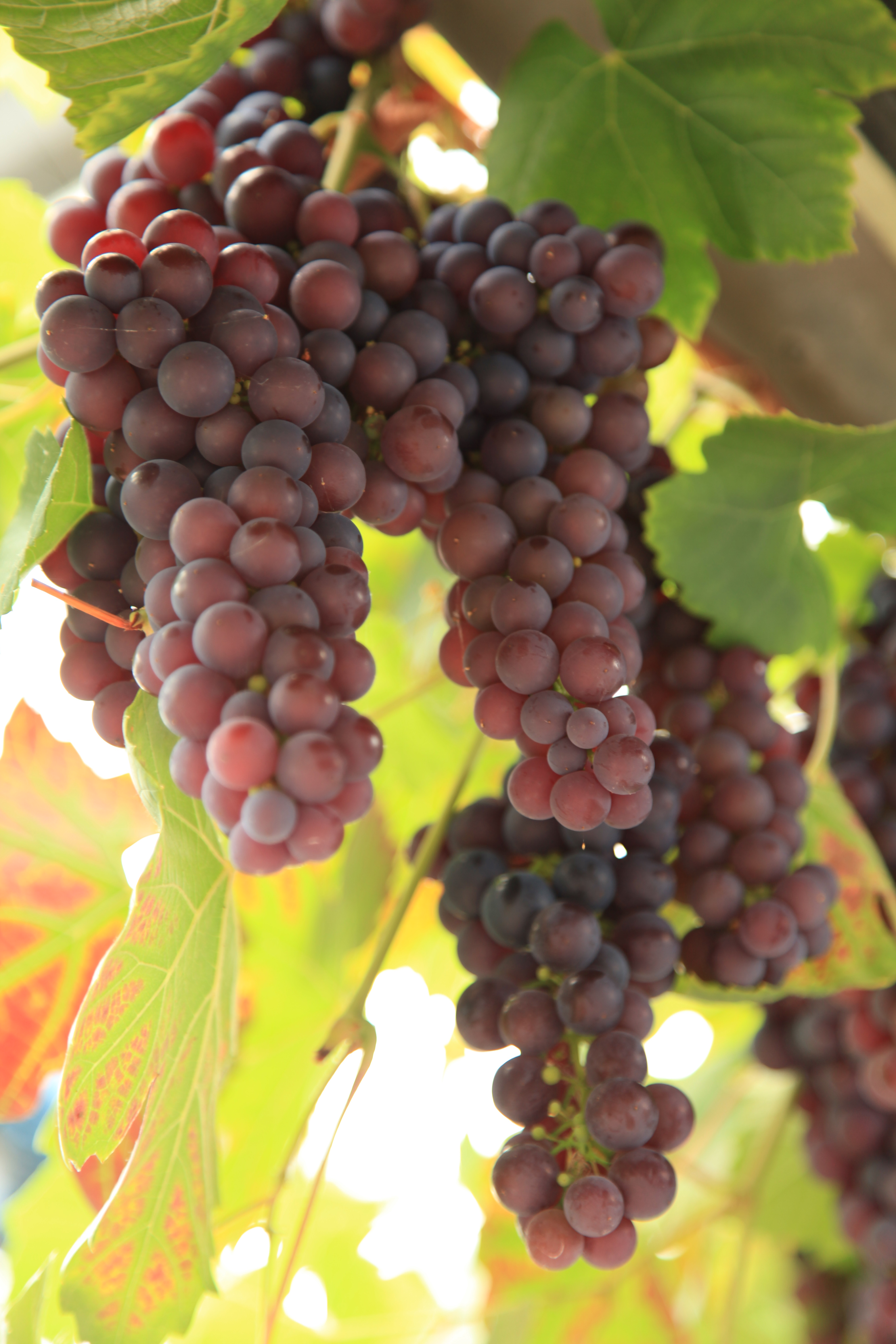 Vindrue, Vitis vinifera 'Schuyler', 5 liter potte | Plantorama