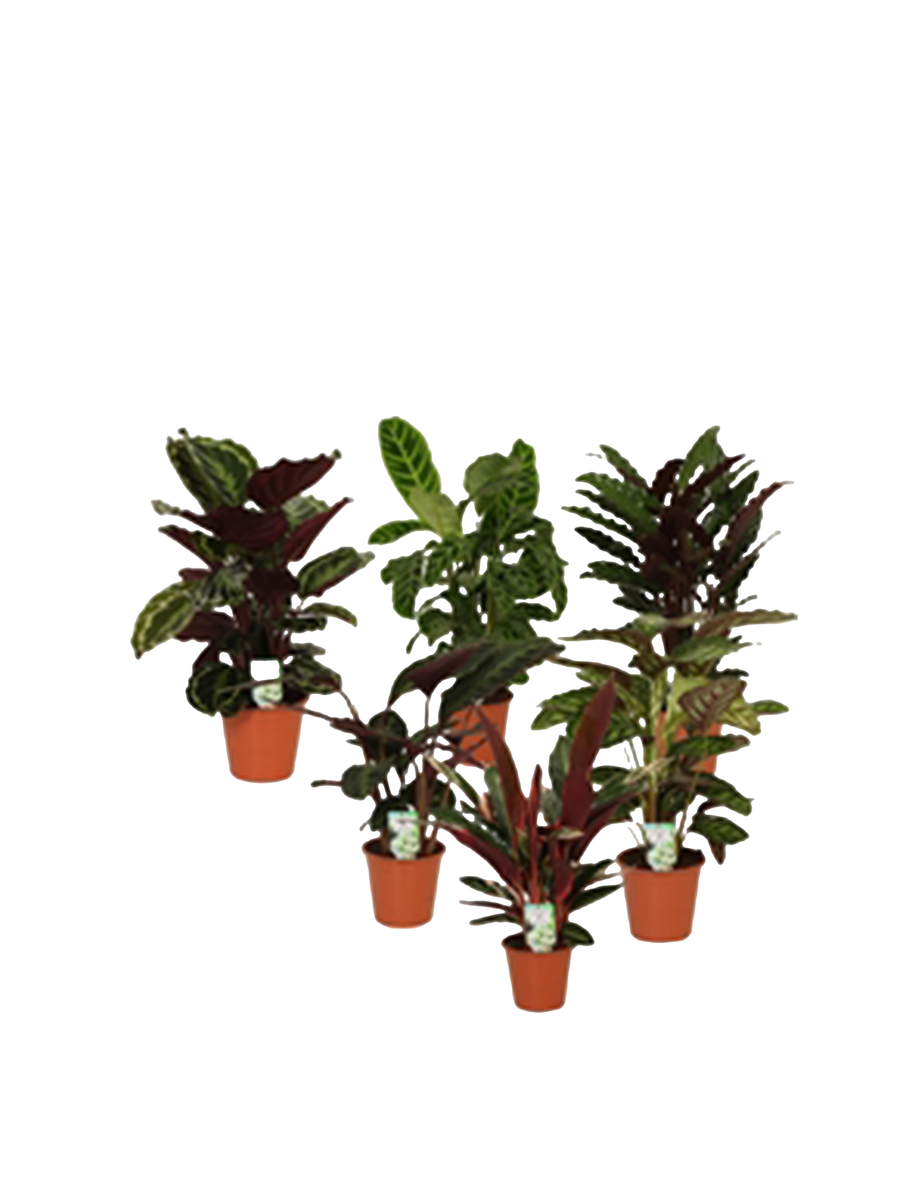 Fiskebensplante, Calathea roseo mix H65 cm, Ø19 cm potte | Plantorama