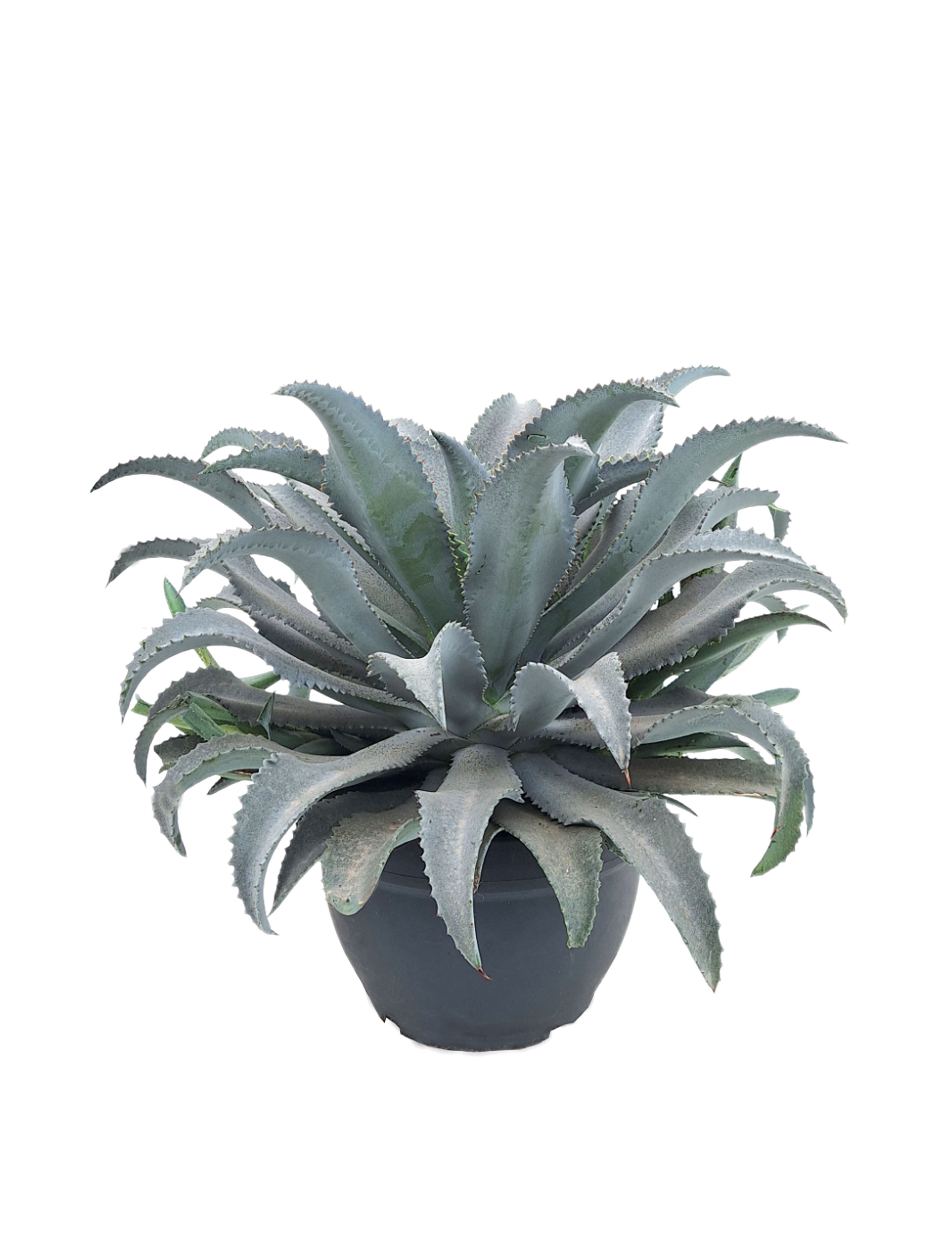 Mangave, Manfreda x agave hybrid, Ø20 cm potte | Plantorama