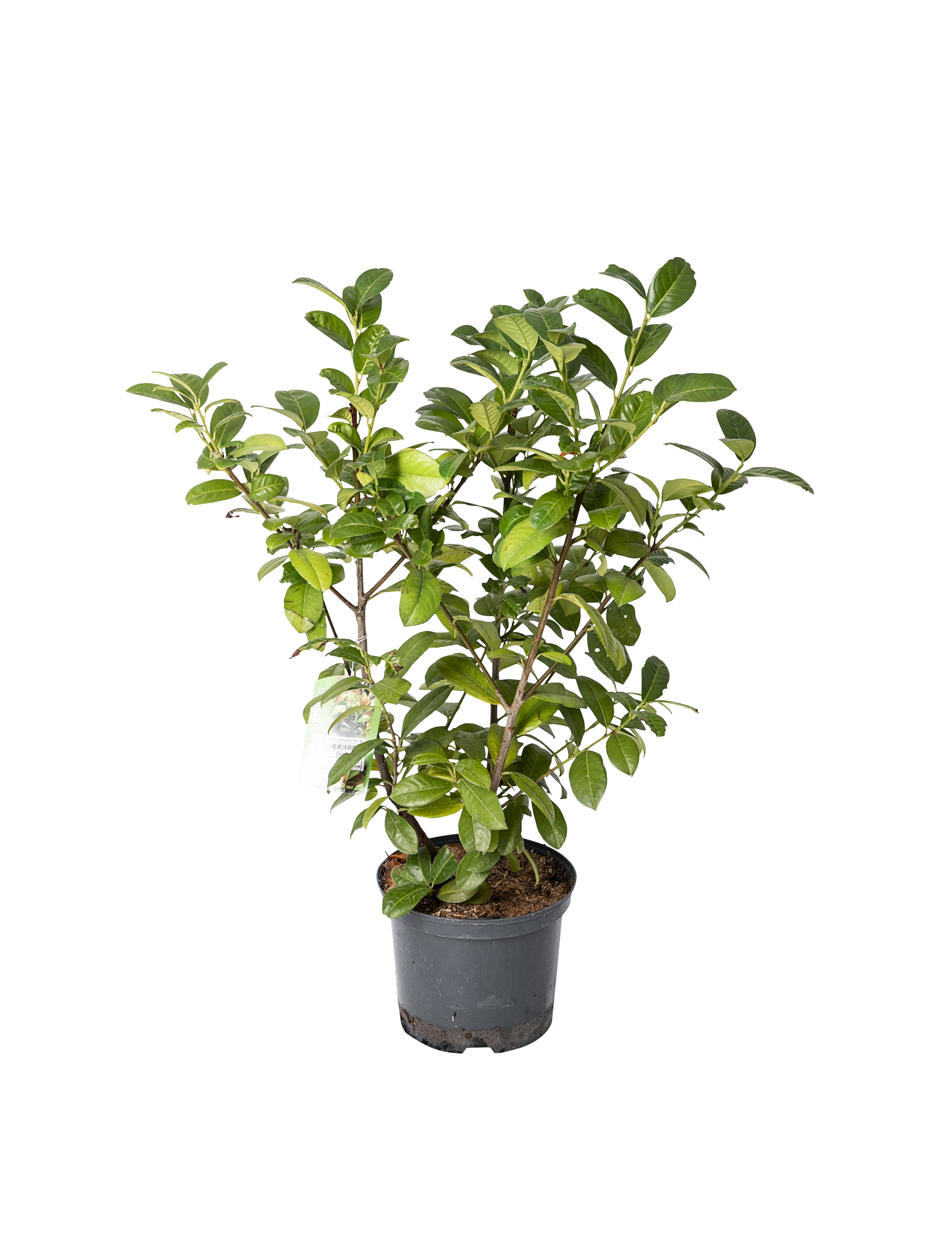Kirsebærlaurbær, Prunus lau. 'Ani', 5 liter potte, 60+cm | Plantorama