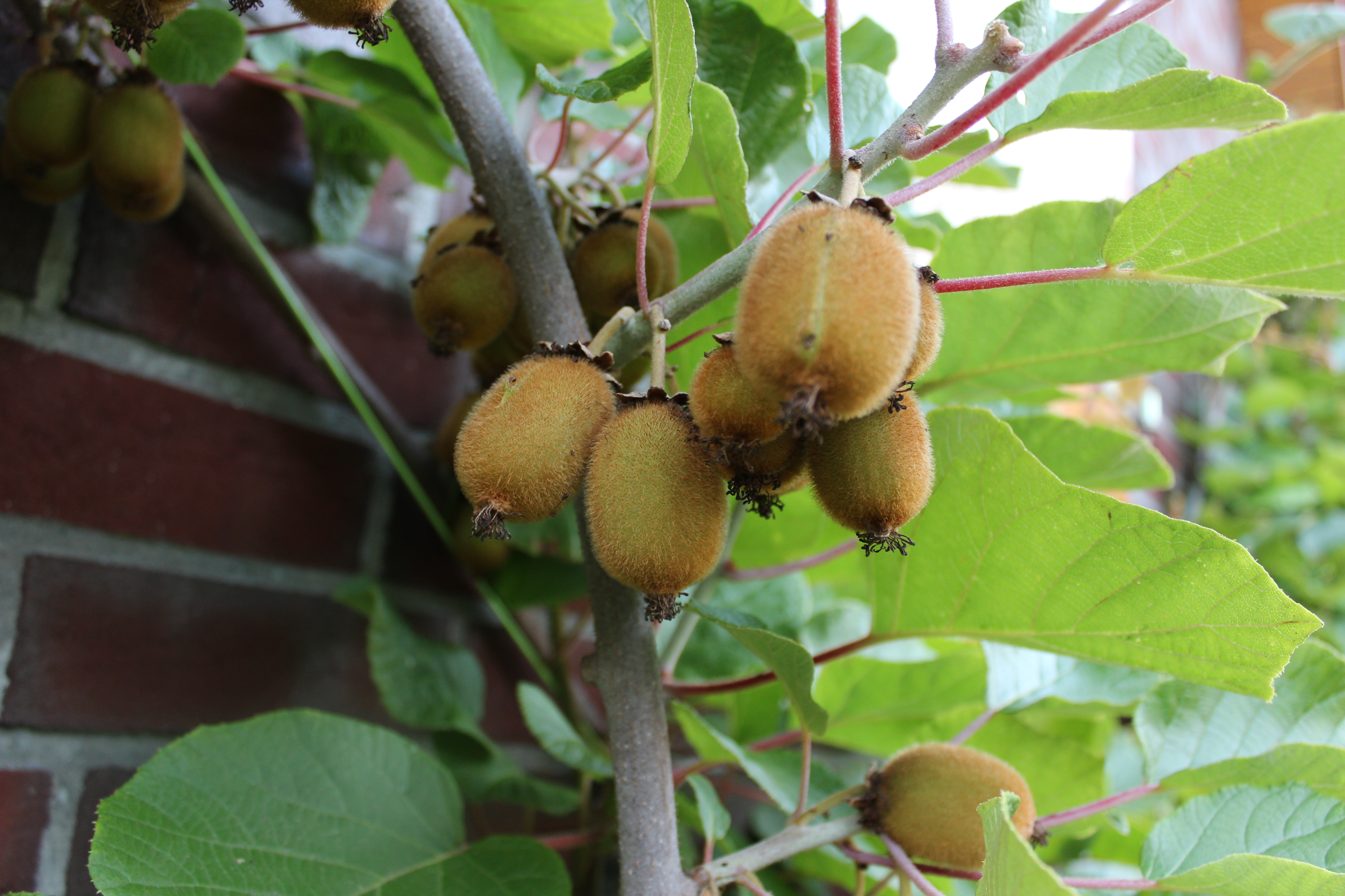 Kiwi, hermafrodit, Actinidia chinensis 'Solo', 7,5 liter potte, 100 ...