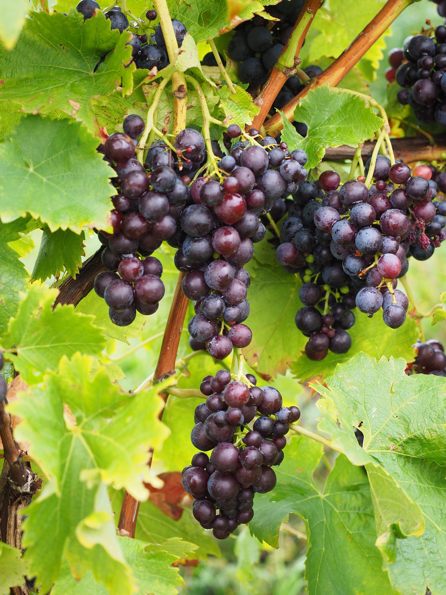 Vindrue, Vitis 'Centuri', 3 liter potte, 80 - 100 cm | Plantorama