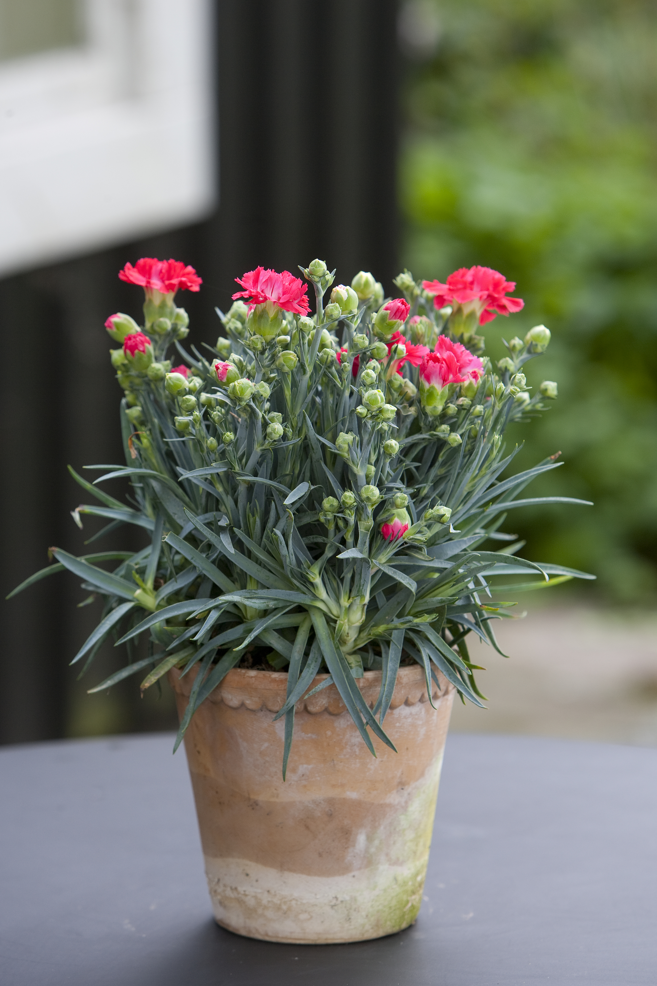 Nellike, Dianthus caryophyllus, Ø11 cm potte | Plantorama