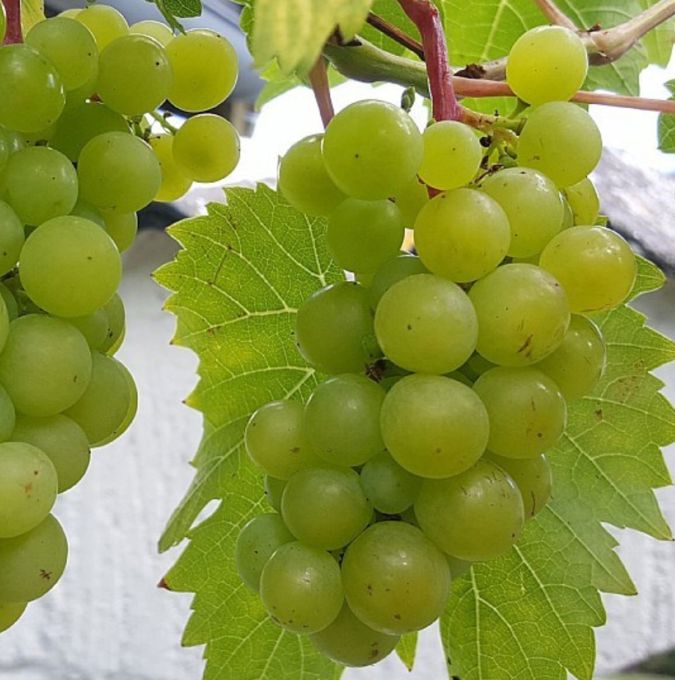 Vindrue Vitis vinifera 'Reform' 5 liter potte | Plantorama