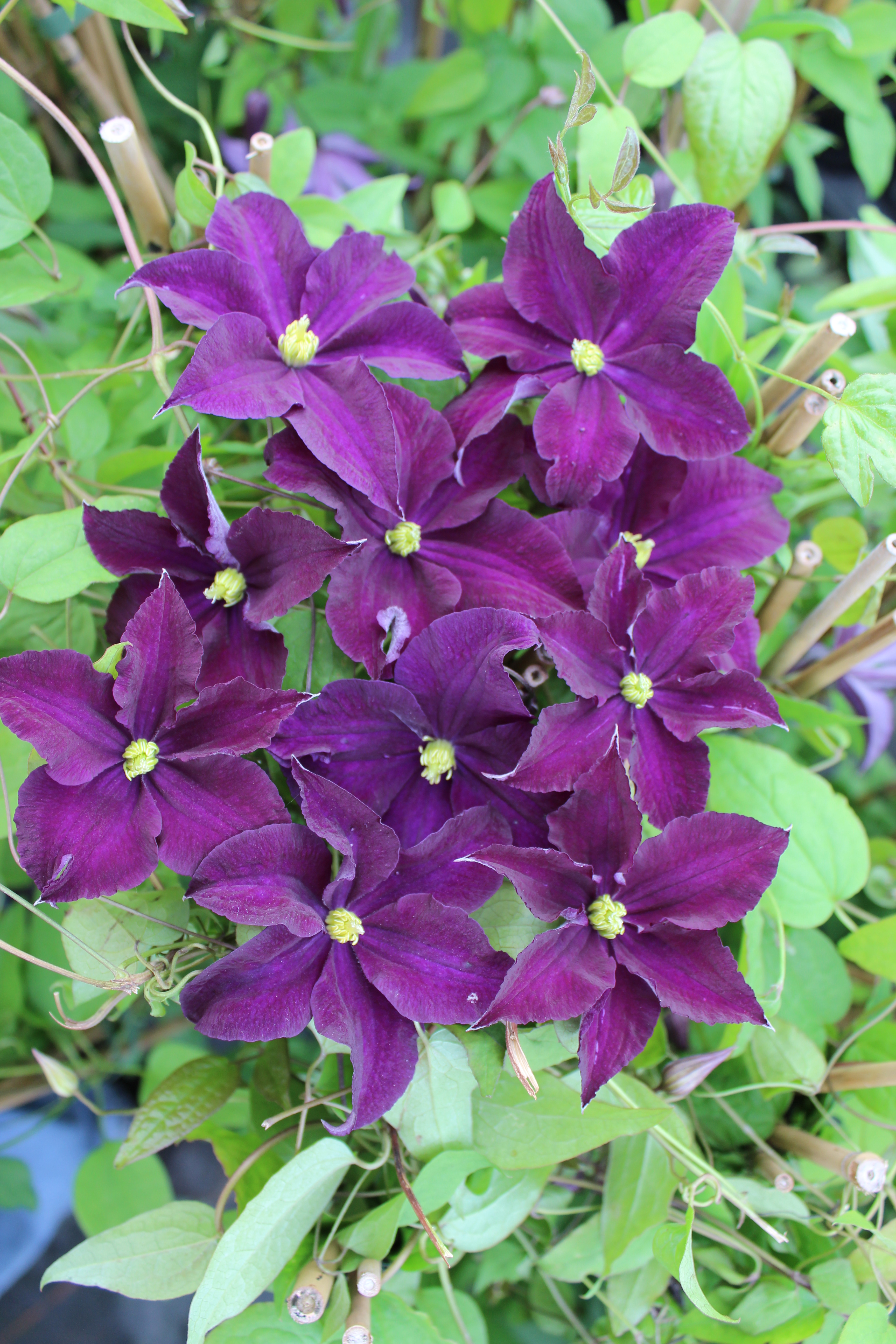 Klematis, Clematis viticella 'Viola', 2 liter potte, 60-100 cm | Plantorama