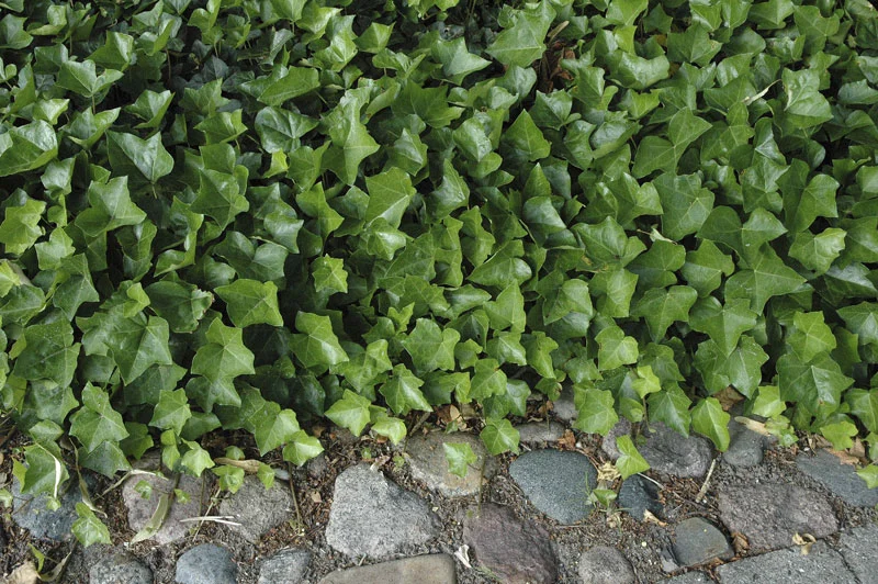 Irsk vedbend / Efeu, Hedera helix 'Hibernica', 5 liter potte 80- 100 cm ...
