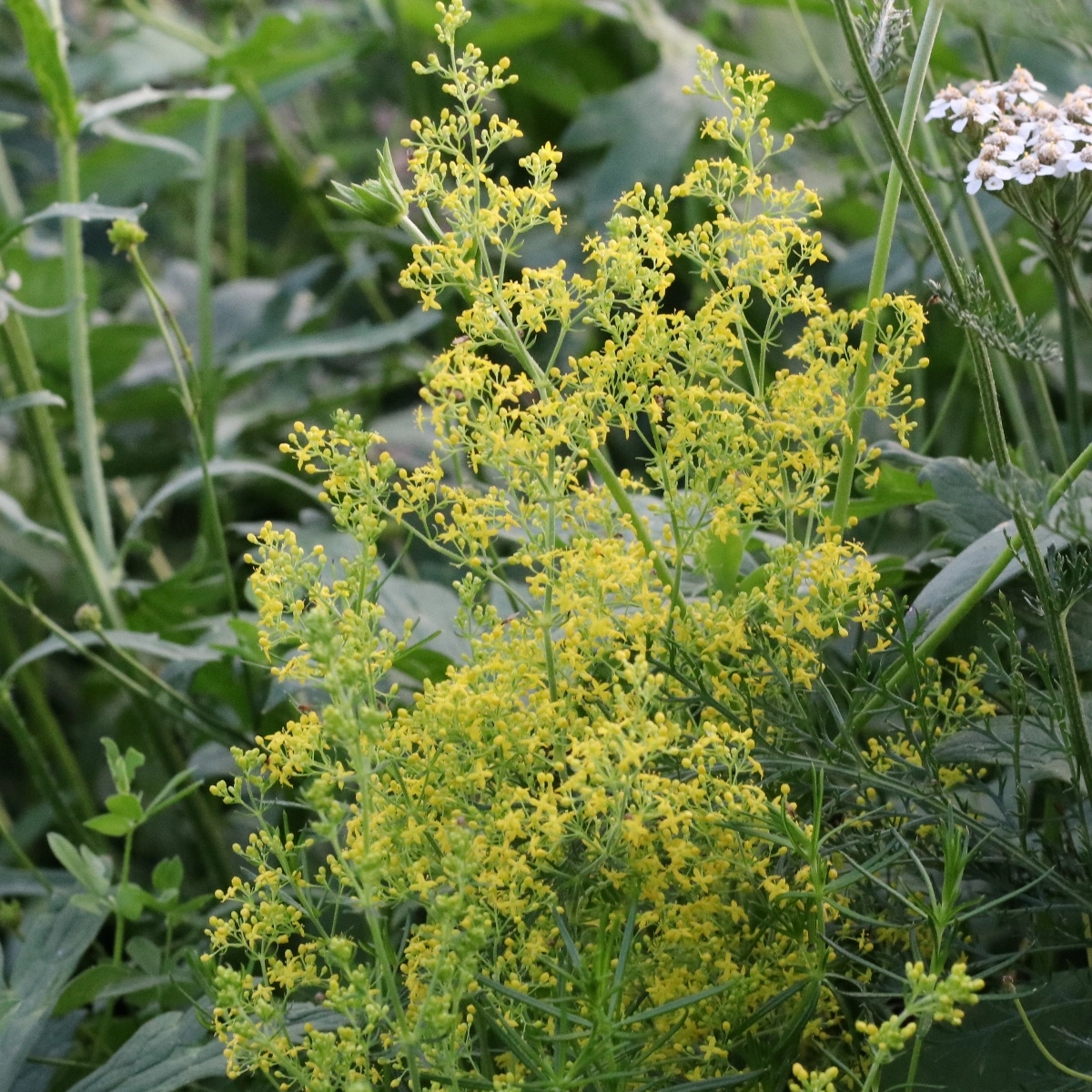 Gul snerre, Galium verum, 1 liter potte | Plantorama