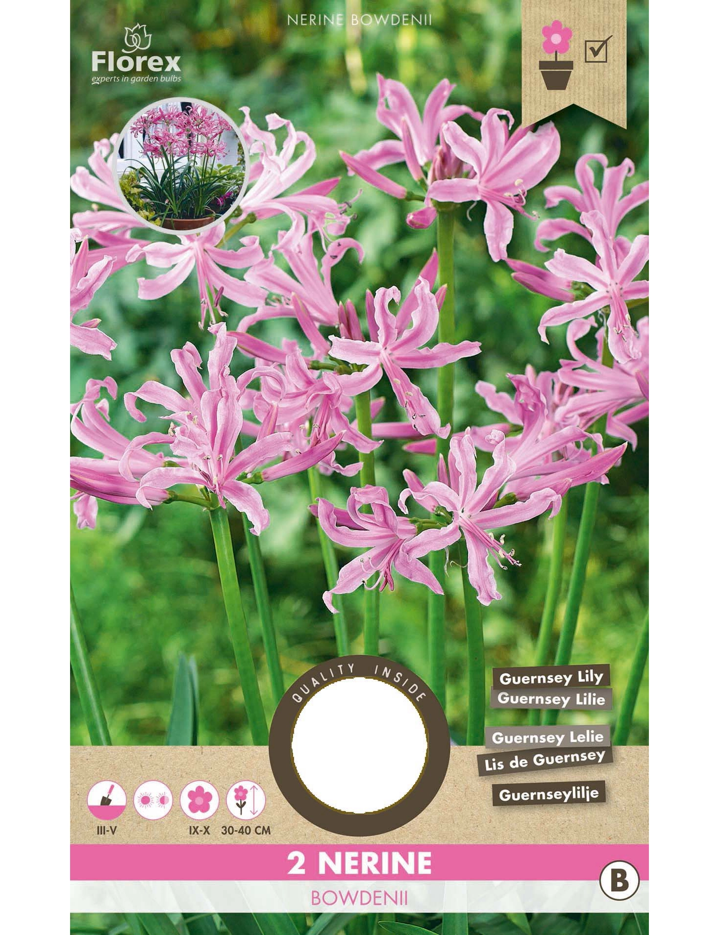 Krokus løg, Crocus Tomassinianus Ruby Giant. Pakke med 40 løg | Plantorama