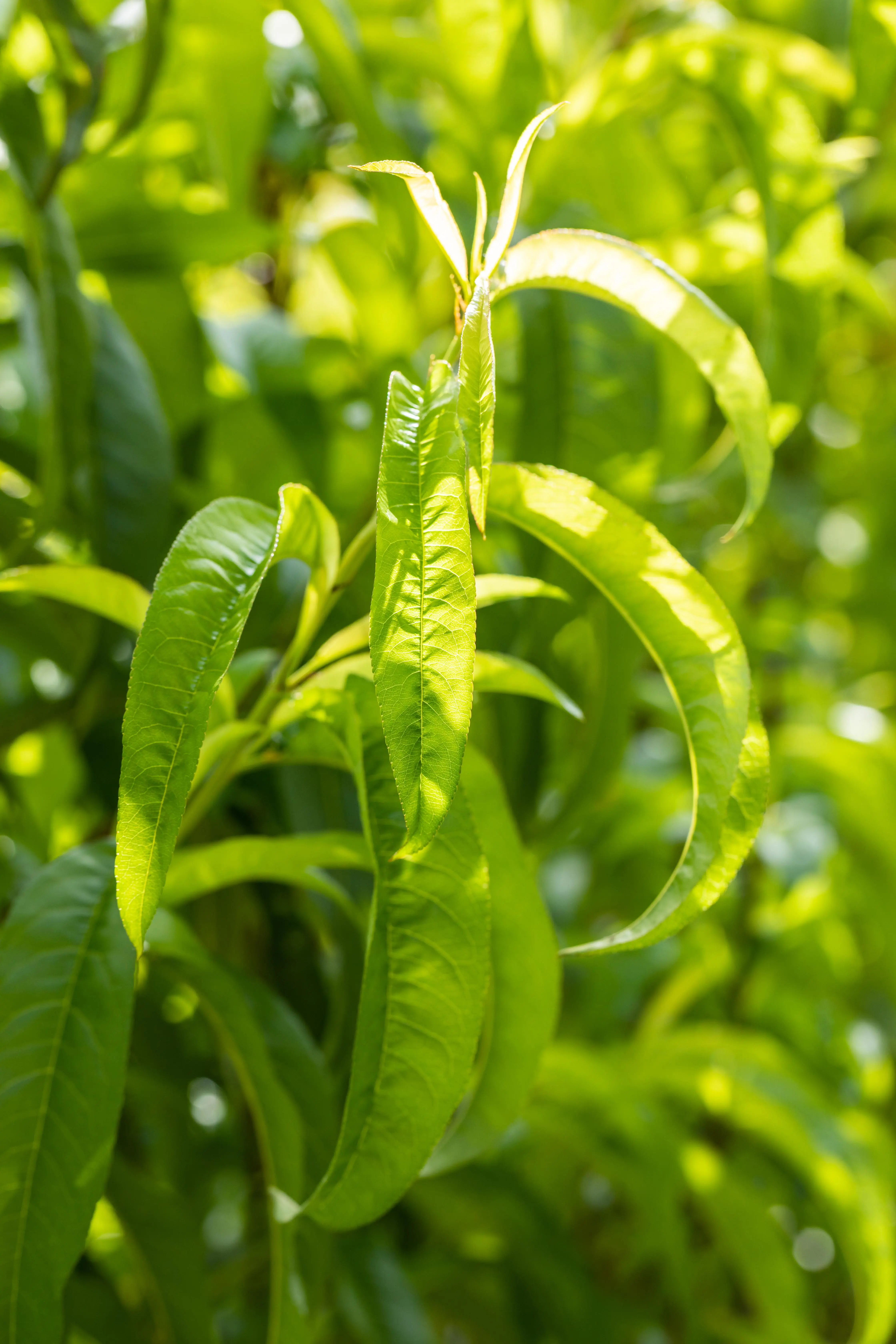 Nektarin, Prunus nus. 'Nectared', 10 liter potte | Plantorama