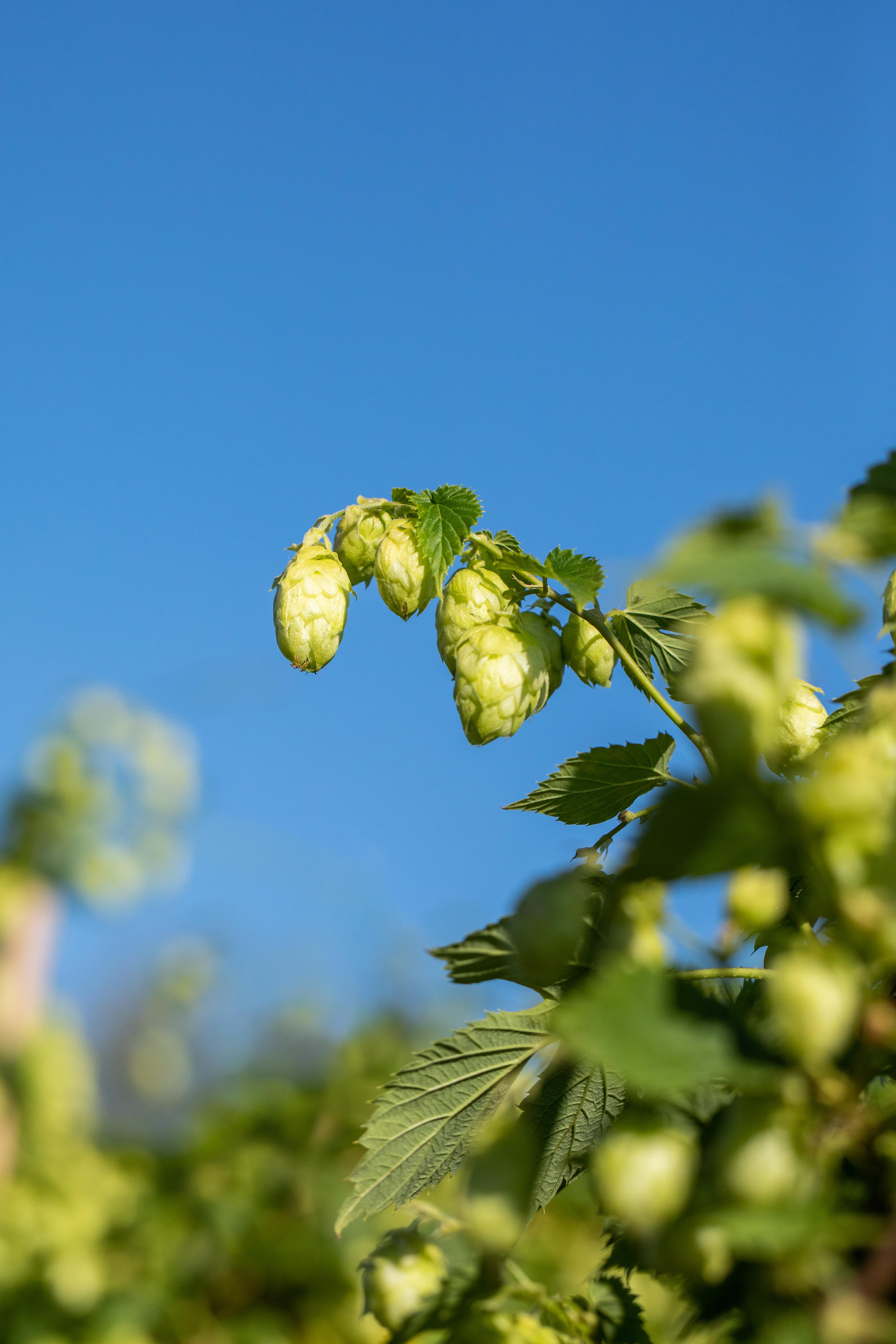 Humle, Humulus lupulus 'Nordbrau', 2 liter potte, 40 cm | Plantorama