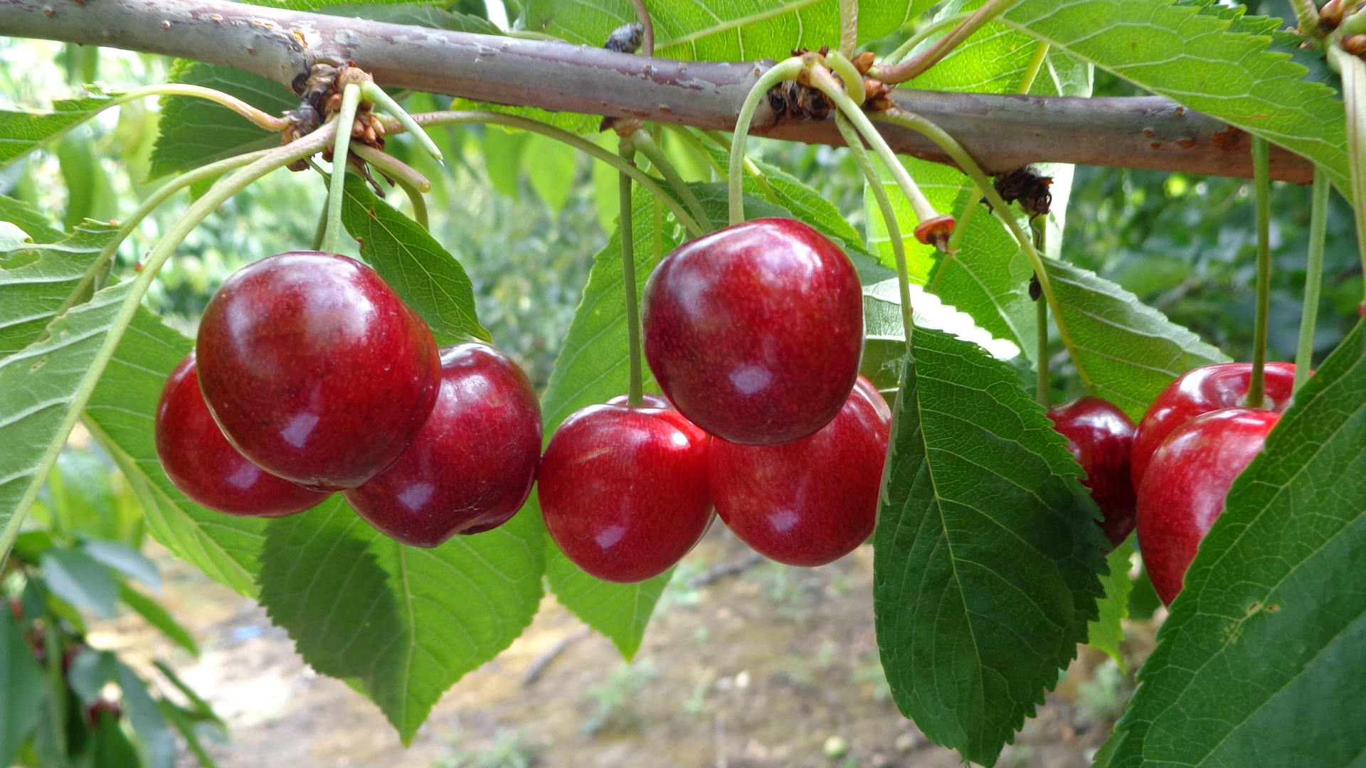 Kirsebærtræ (Morel), Prunus 'Lapins', 10 liter potte | Plantorama
