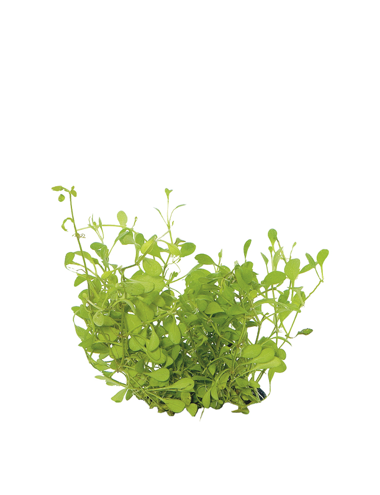 Easy Grow Glossostigma elatinoides nr 4 , forgrundsplante | Plantorama