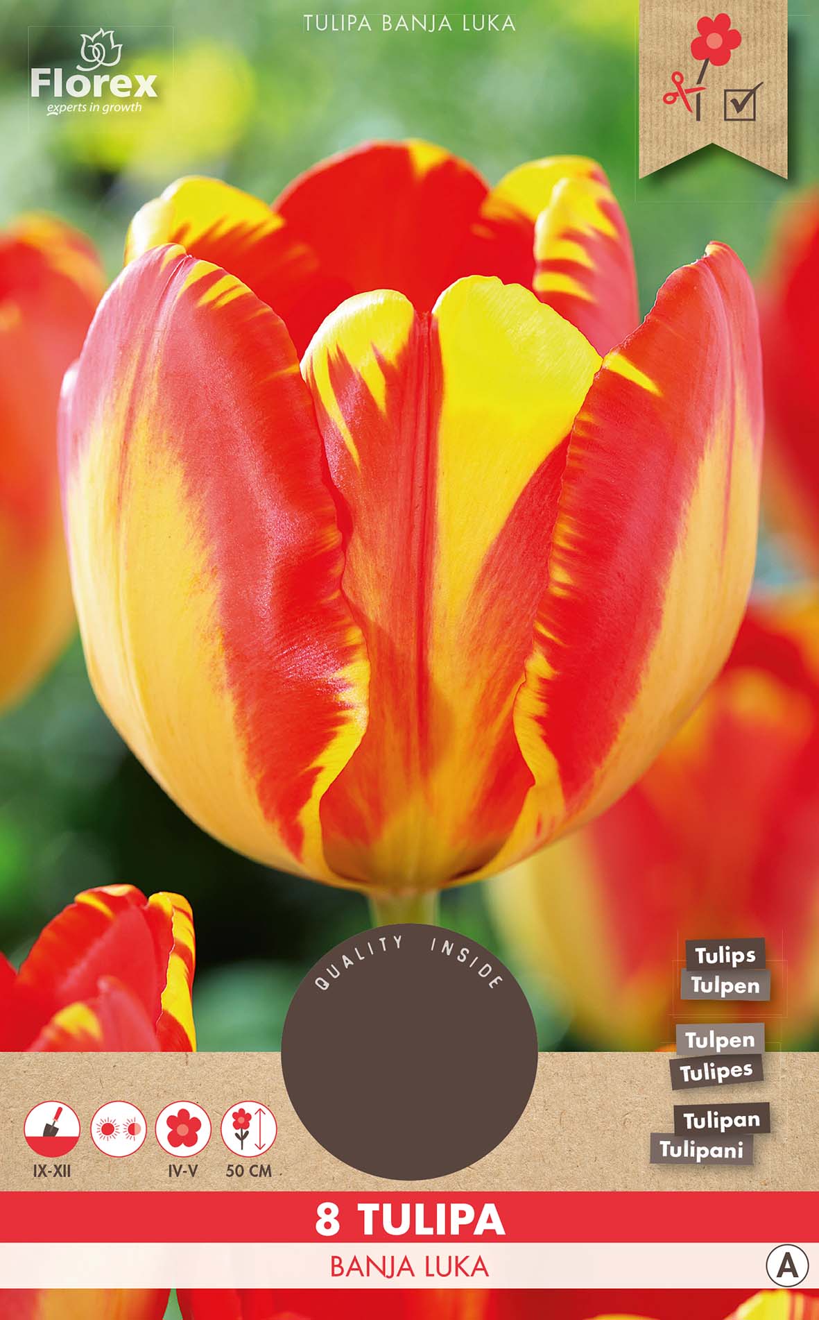 Tulipan løg , Tulip 'Banja Luka'. Pakke med 8 løg | Plantorama