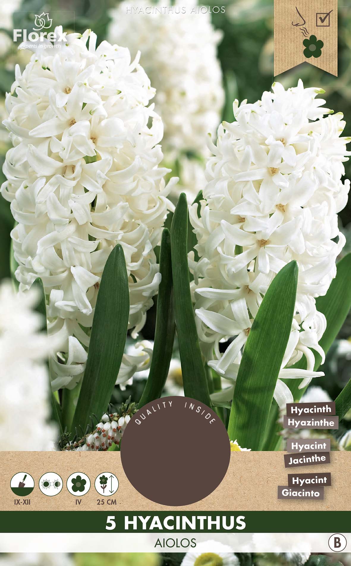 Hyacinth løg , Hyacint 'Aiolos'. Pakke med 5 løg | Plantorama