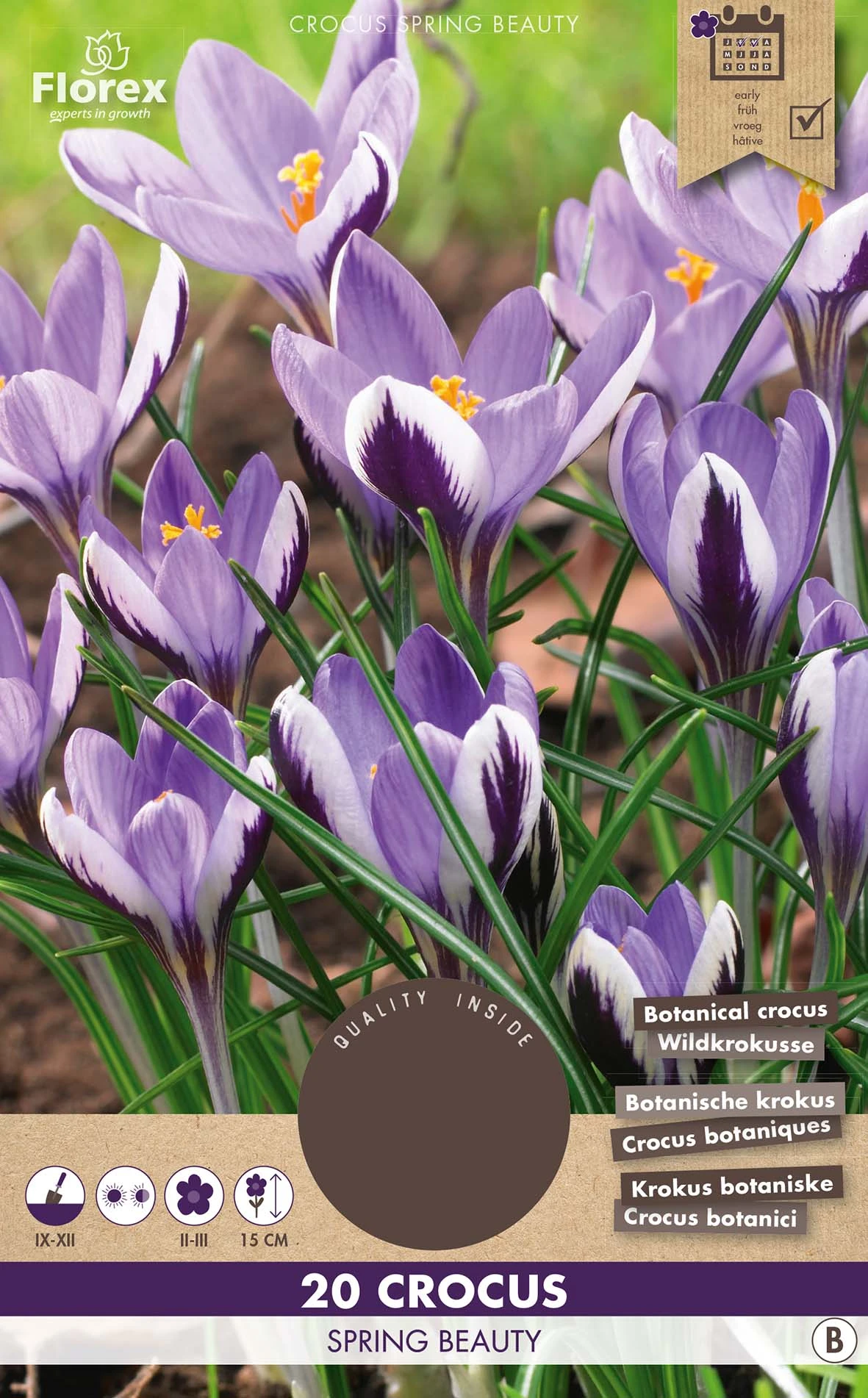 Krokus løg , Crocus 'Spring Beauty'. Pakke med 15 løg | Plantorama