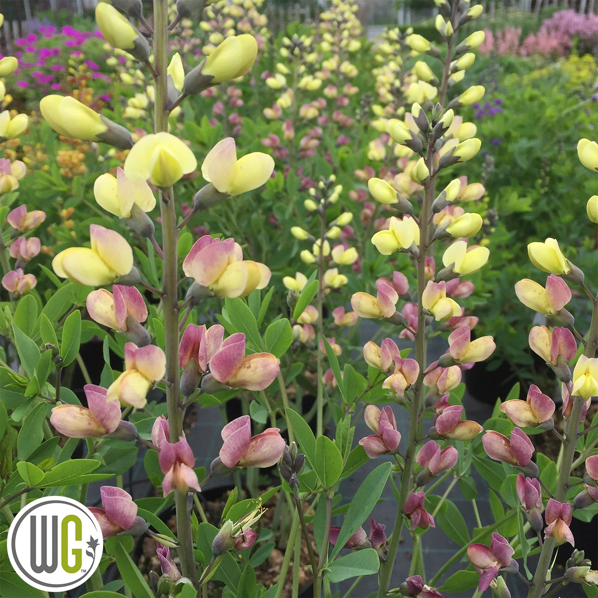 Farvebælg, Baptisia 'Pink Lemonade', 5 liter potte | Plantorama